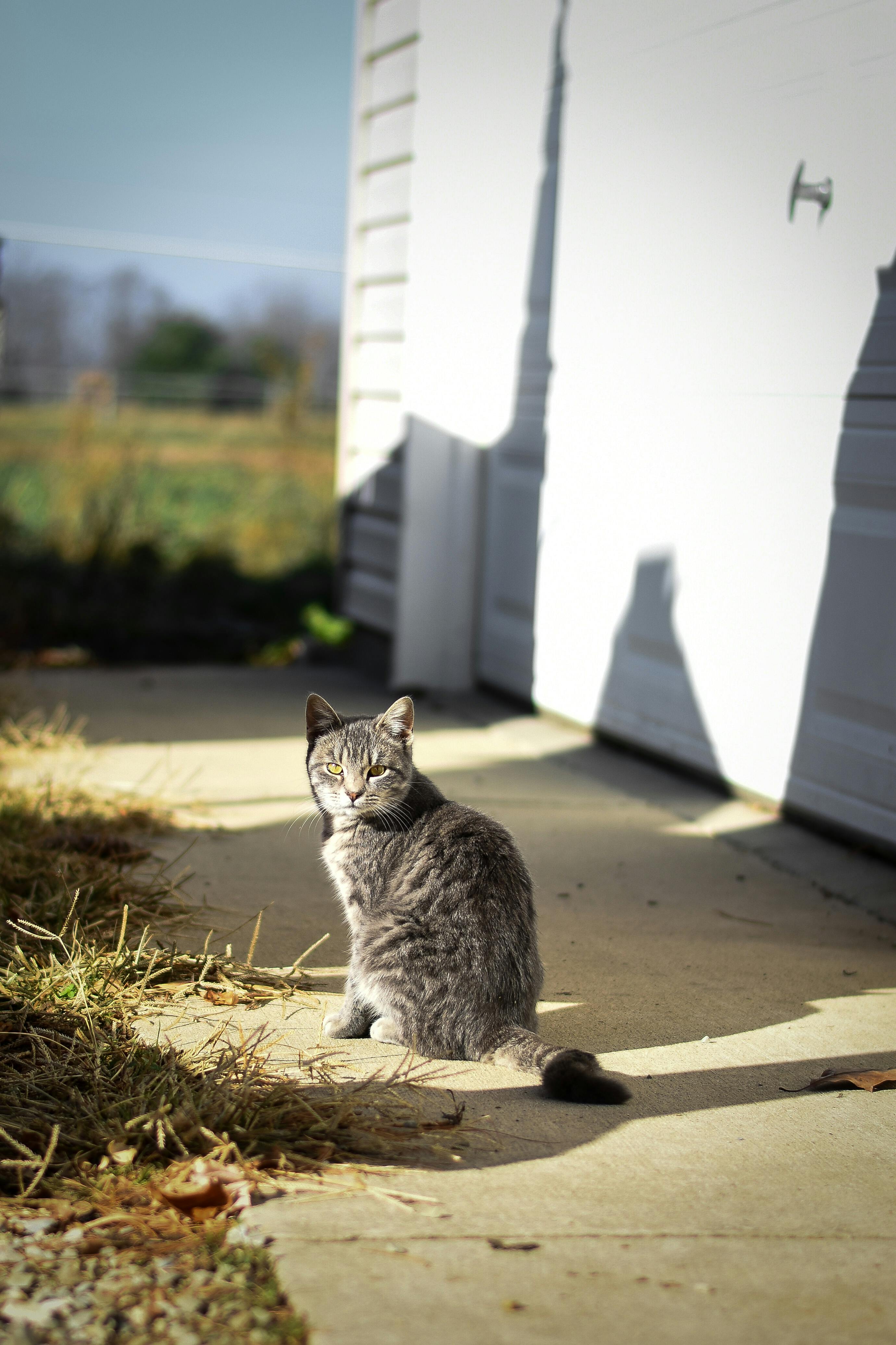 A Cat Sitting on a Block Paving while Looking Back · Free Stock Photo