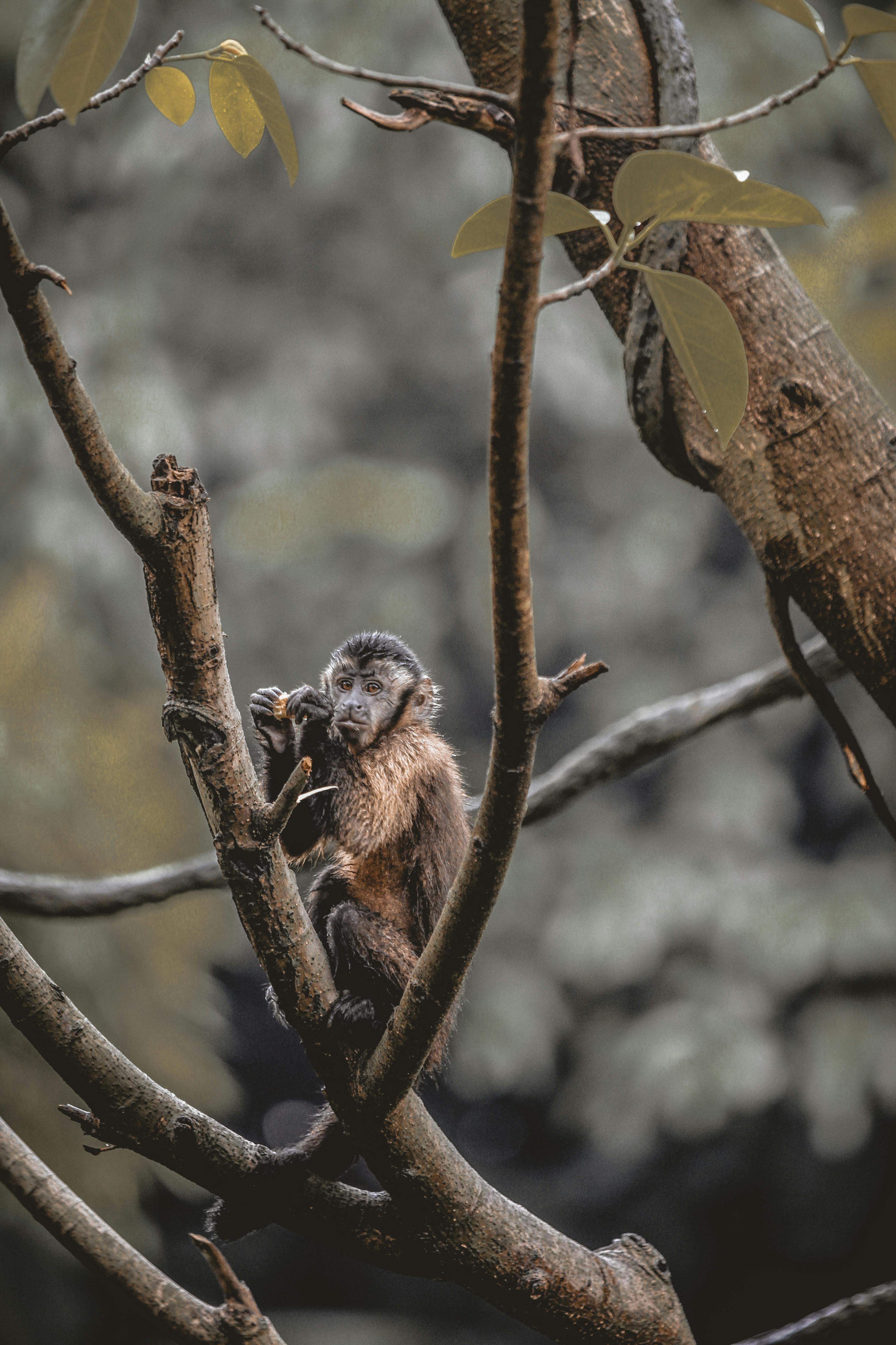 Cute monkey sitting on tree branch in forest · Free Stock Photo