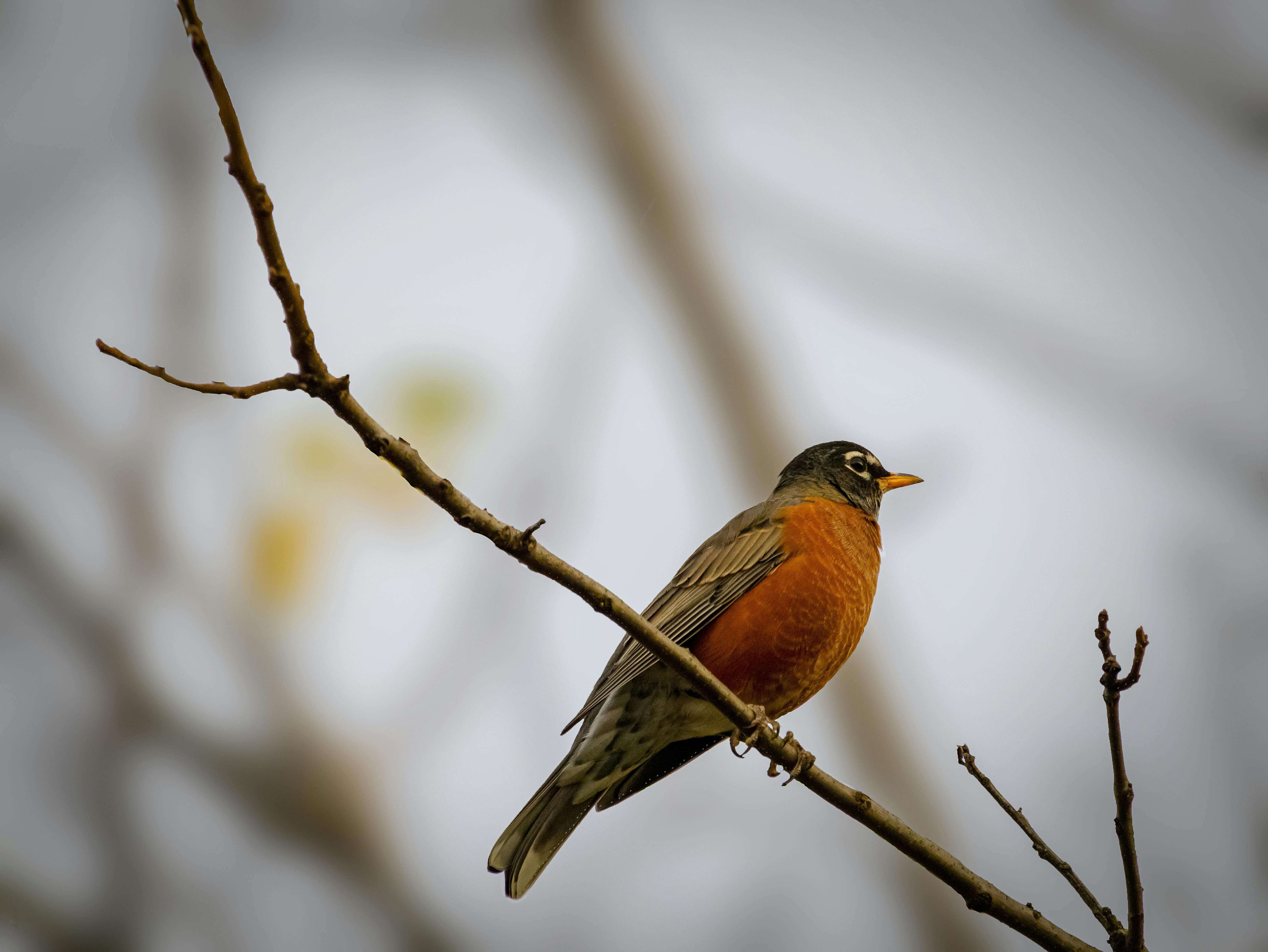 Close up of Birds · Free Stock Photo