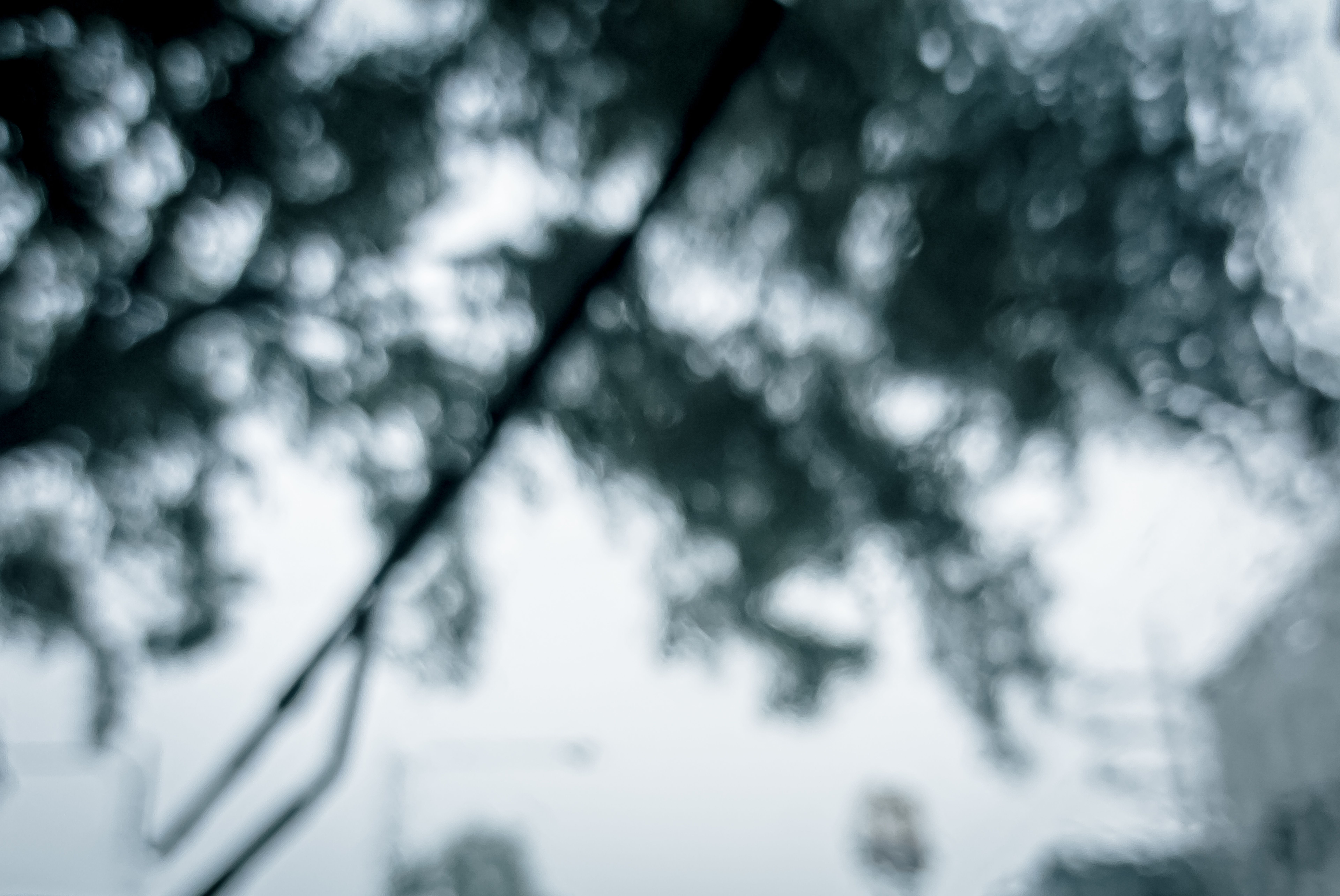 Free stock photo of close focus, close up, close up focus