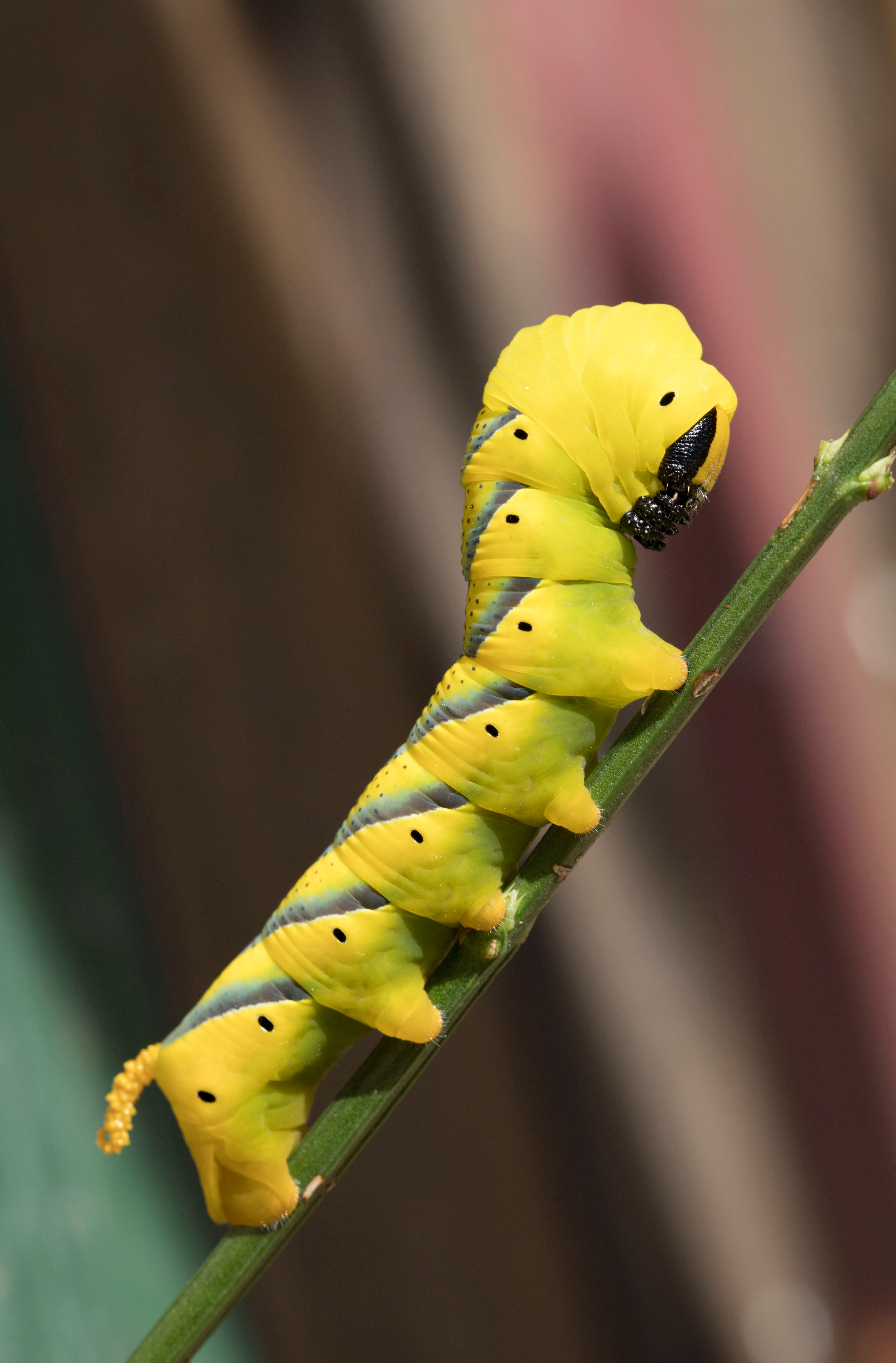 Selective Focus Photography of Caterpillar · Free Stock Photo