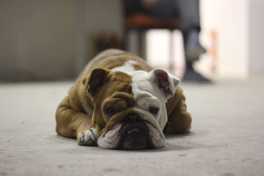 AKC English Bulldog Color Chart & Unique Coat Variations