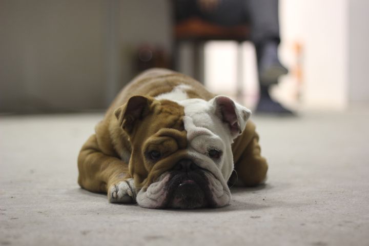 AKC English Bulldog Color Chart & Unique Coat Variations