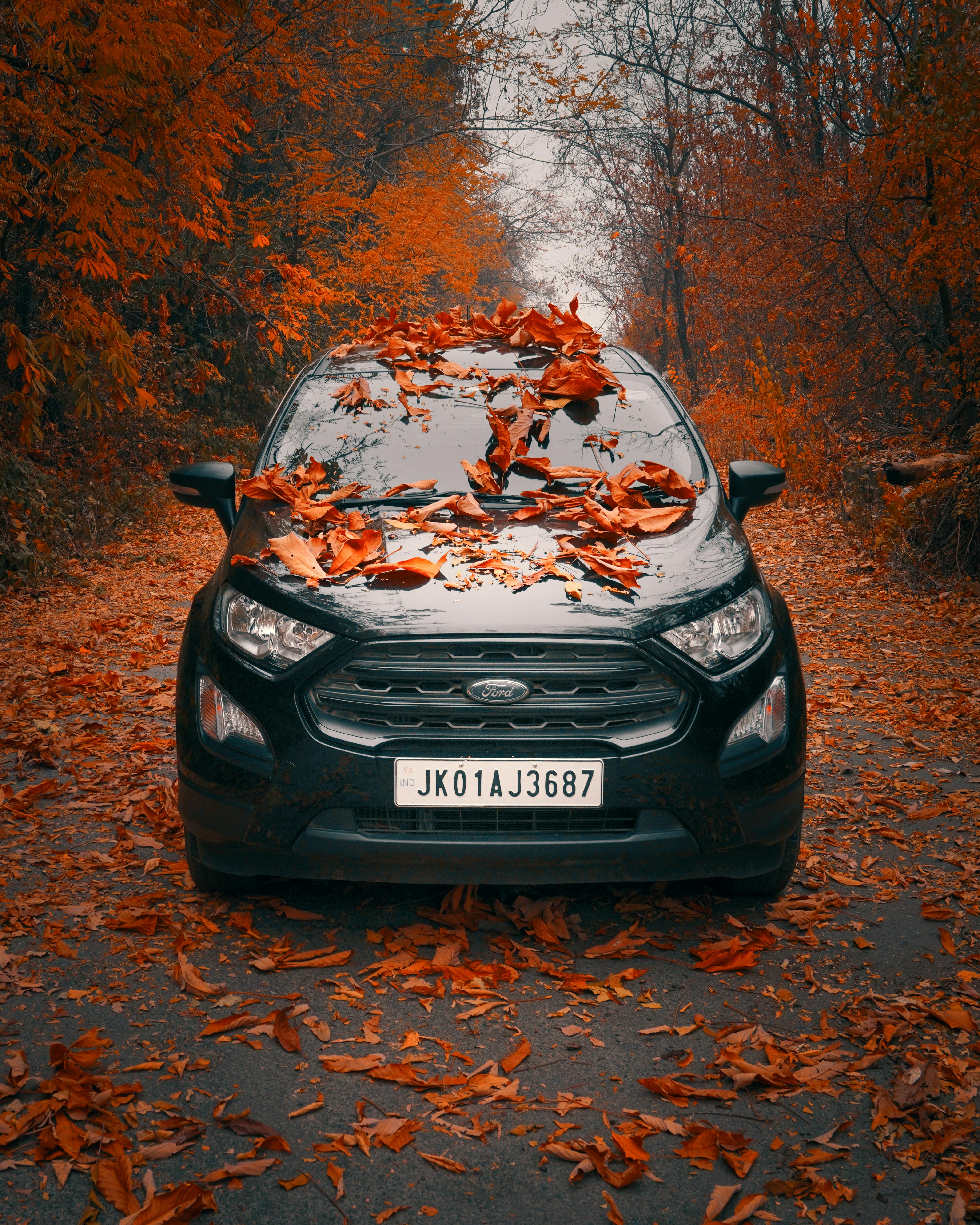 Black Ford Car with Brown Leaves on the Roof · Free Stock Photo