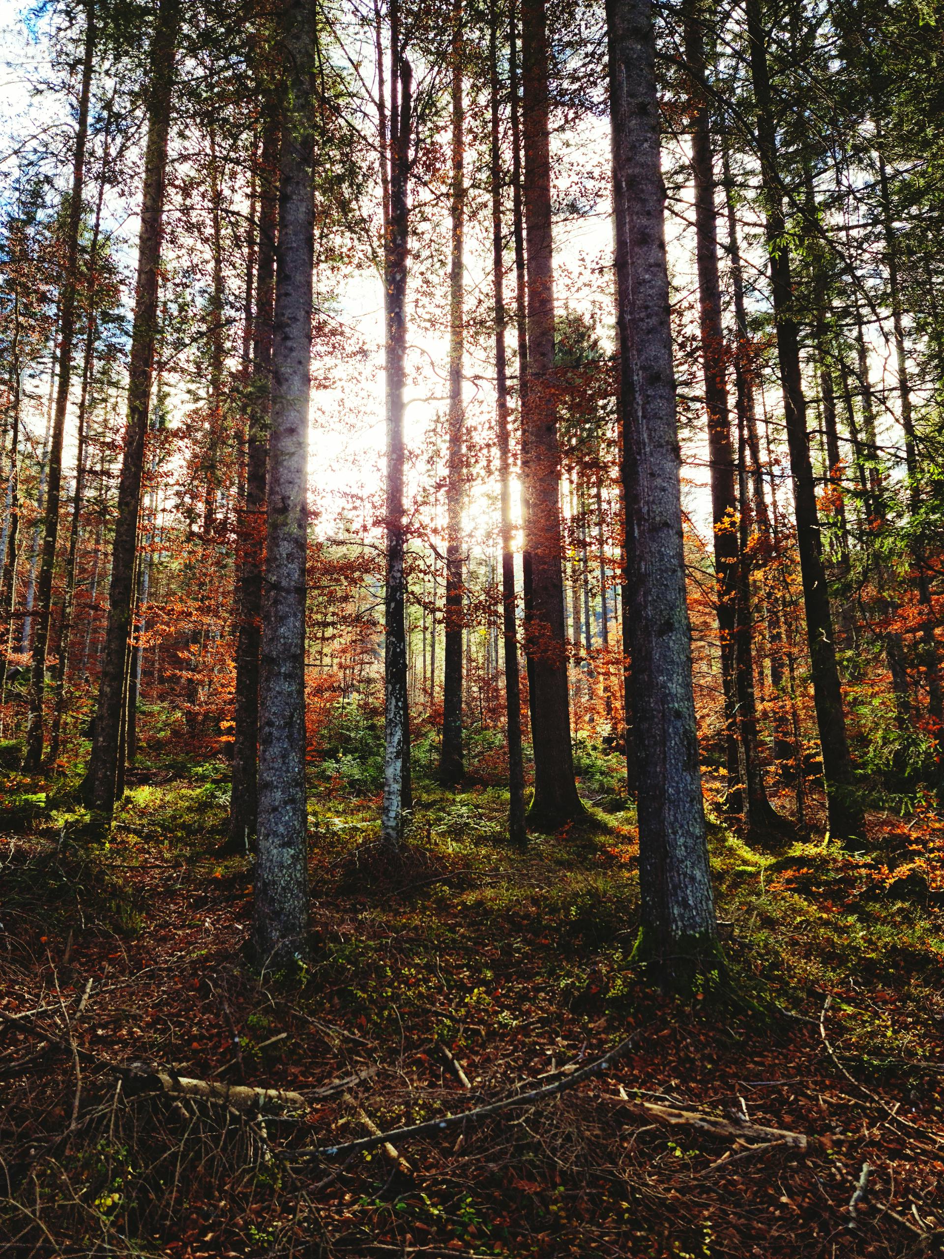 Brown Trees in the Forest · Free Stock Photo