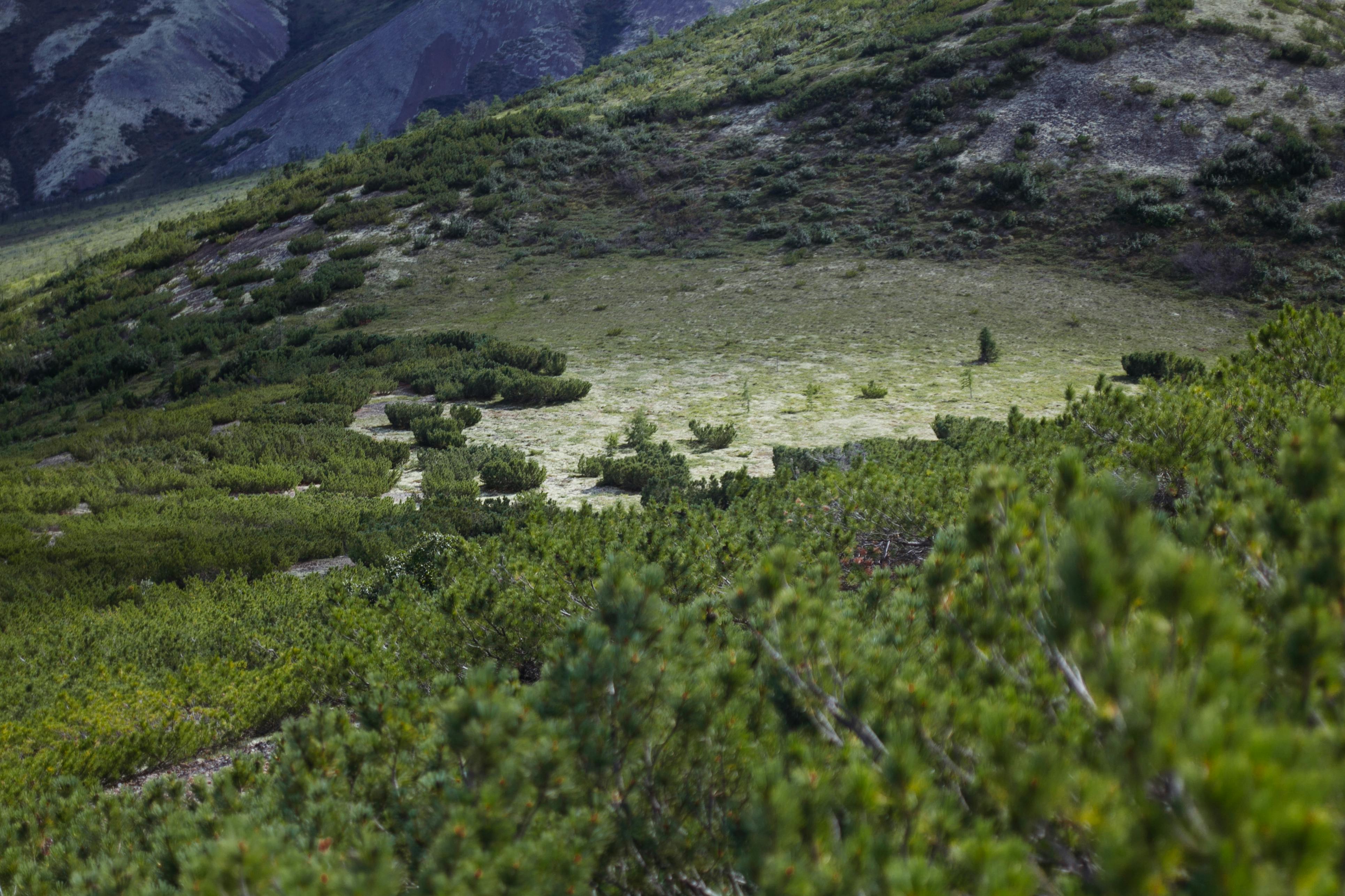 Mountain slope covered with lush greenery · Free Stock Photo