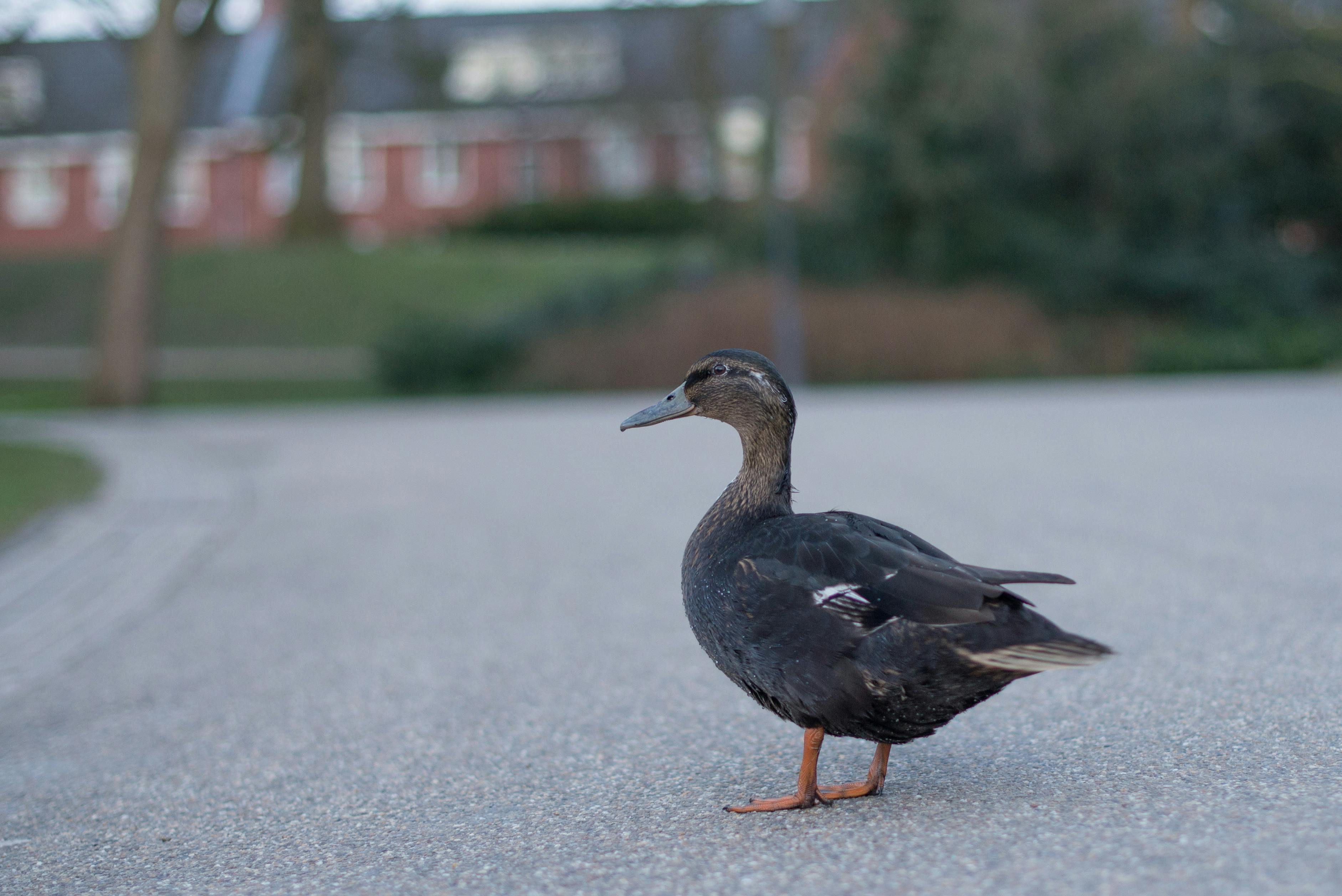 Black Duck Standing on Road · Free Stock Photo