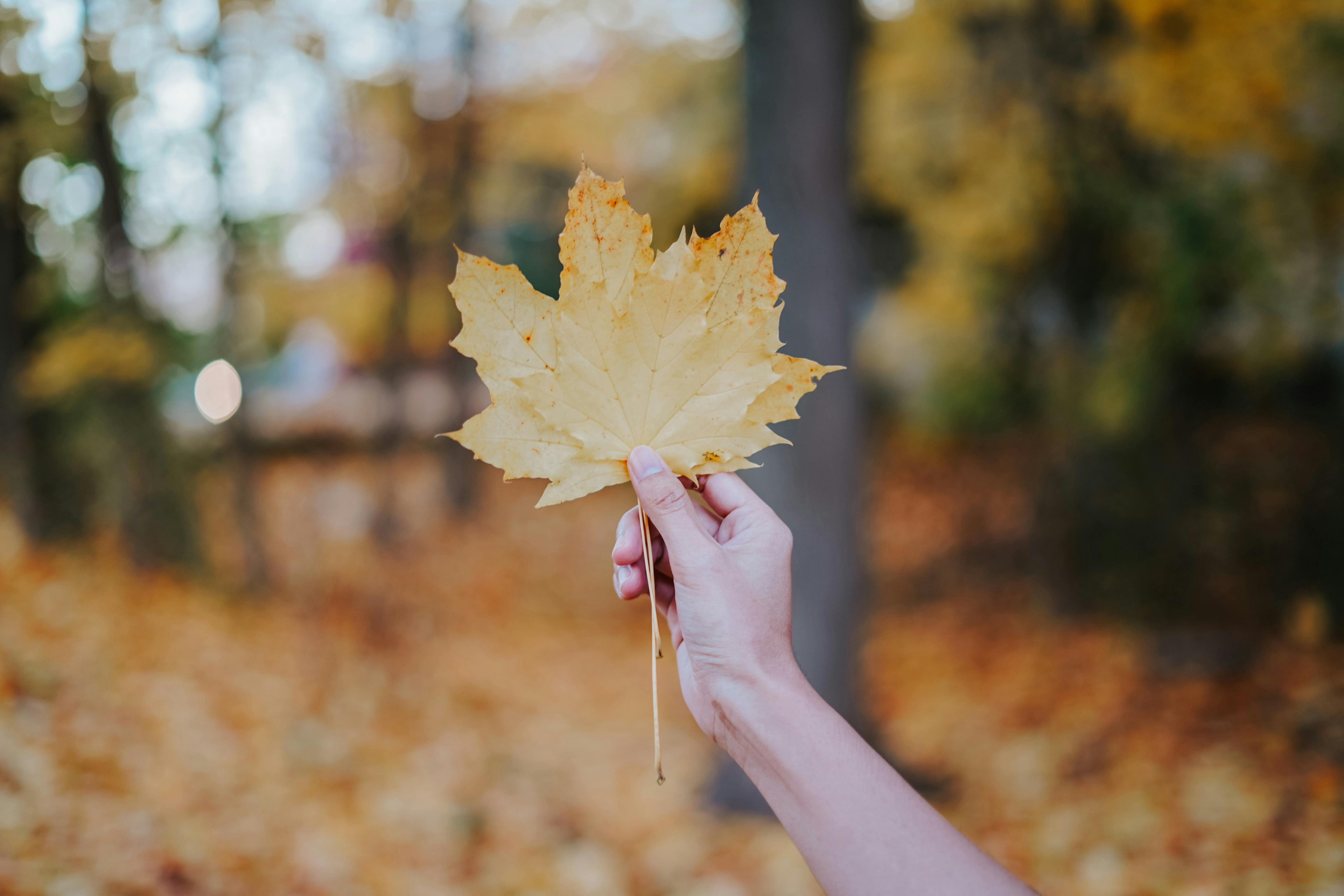 Hand Holding Leaf · Free Stock Photo