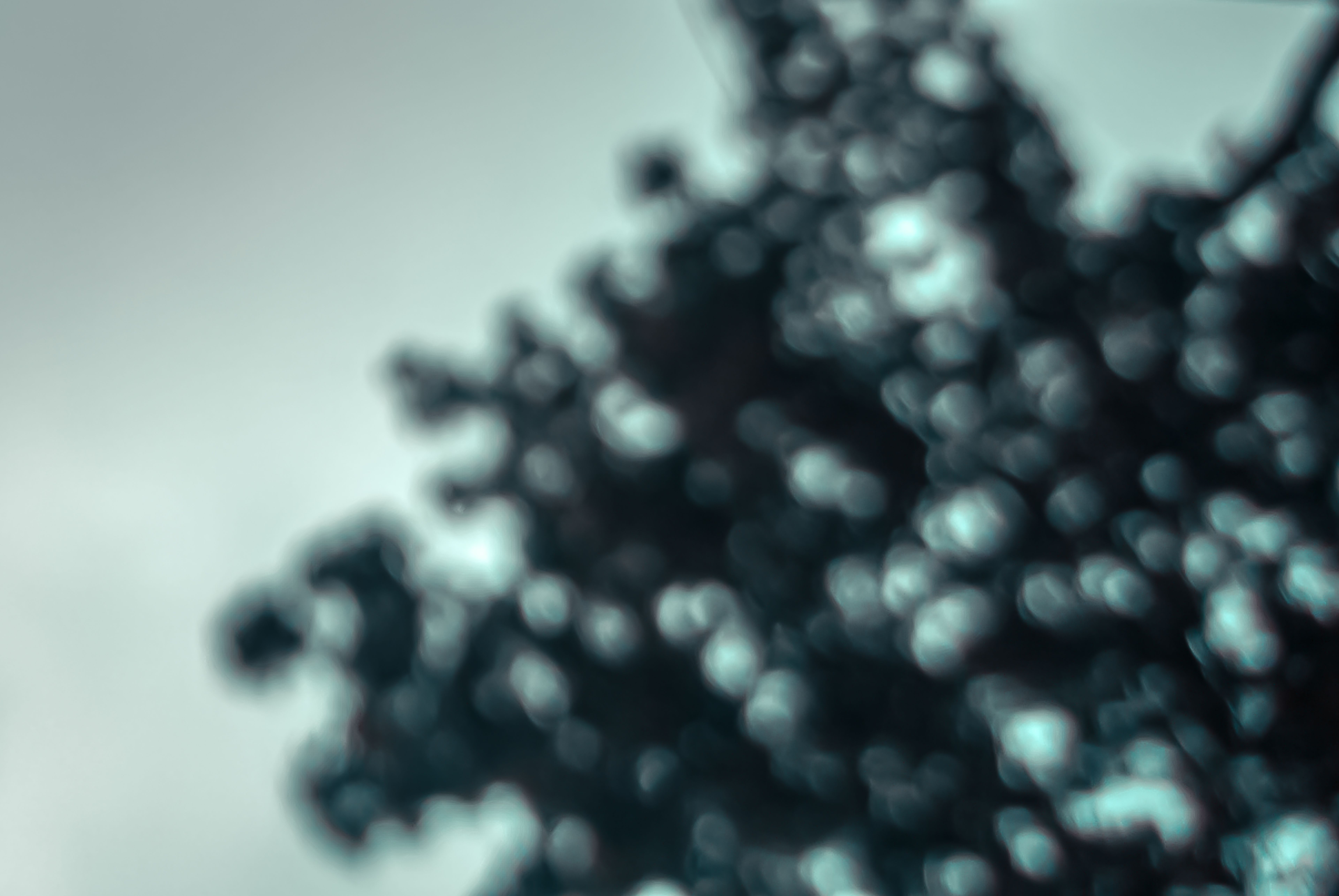 Free stock photo of close focus, close up, close up focus
