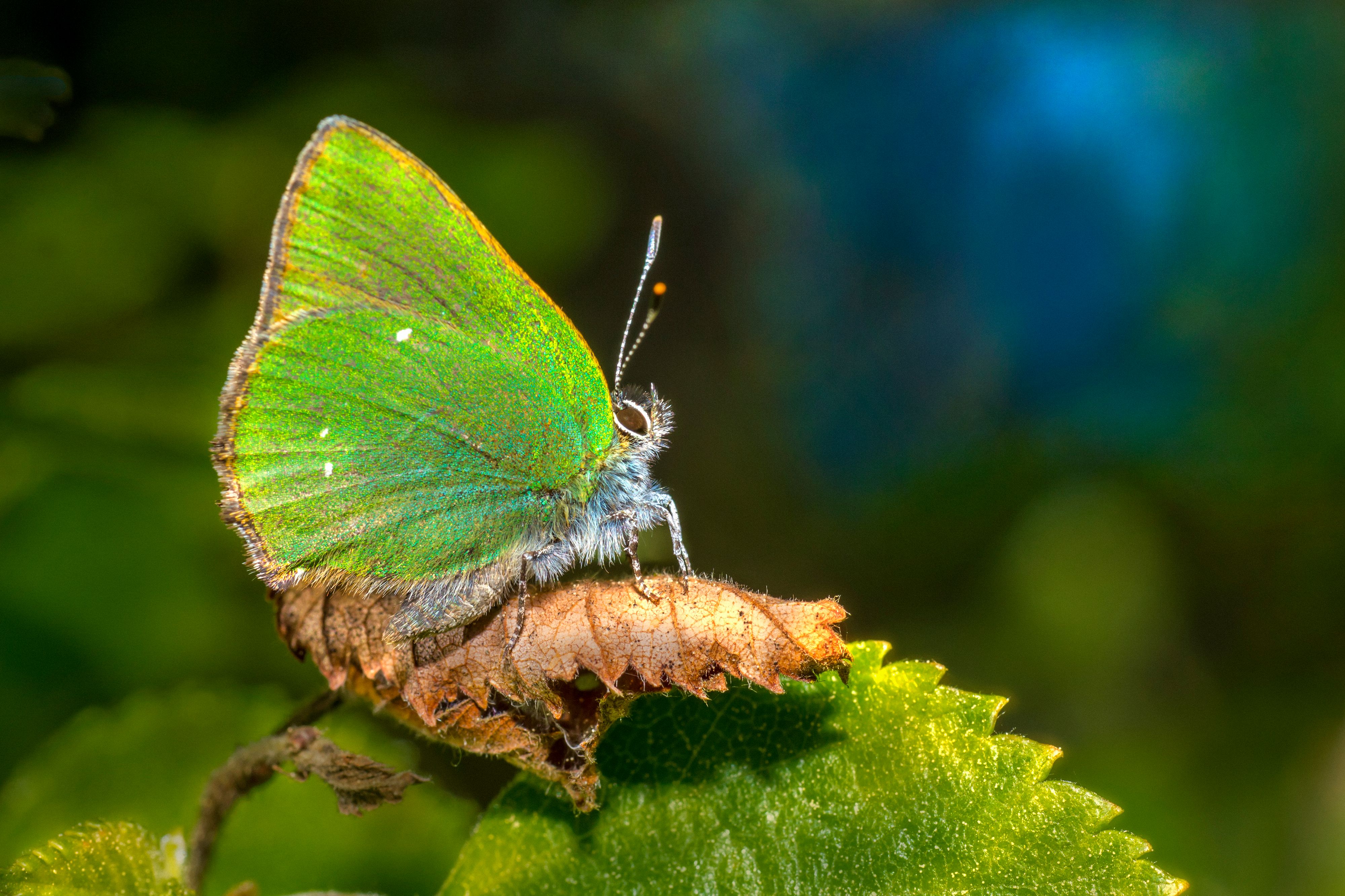 Close-up Photo of Illuminated Green Butterfly · Free Stock Photo