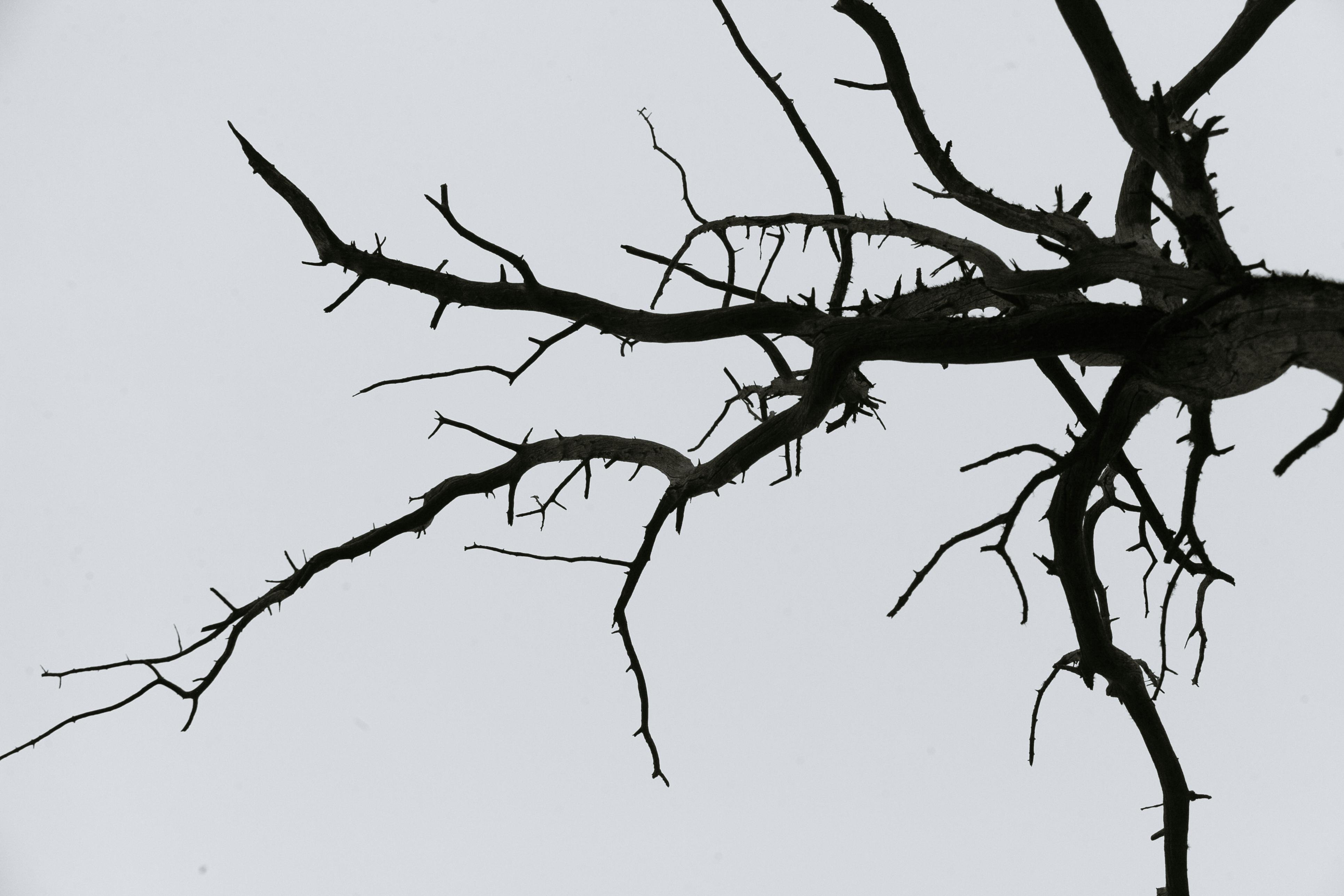Dried tree trunk with curvy branches · Free Stock Photo