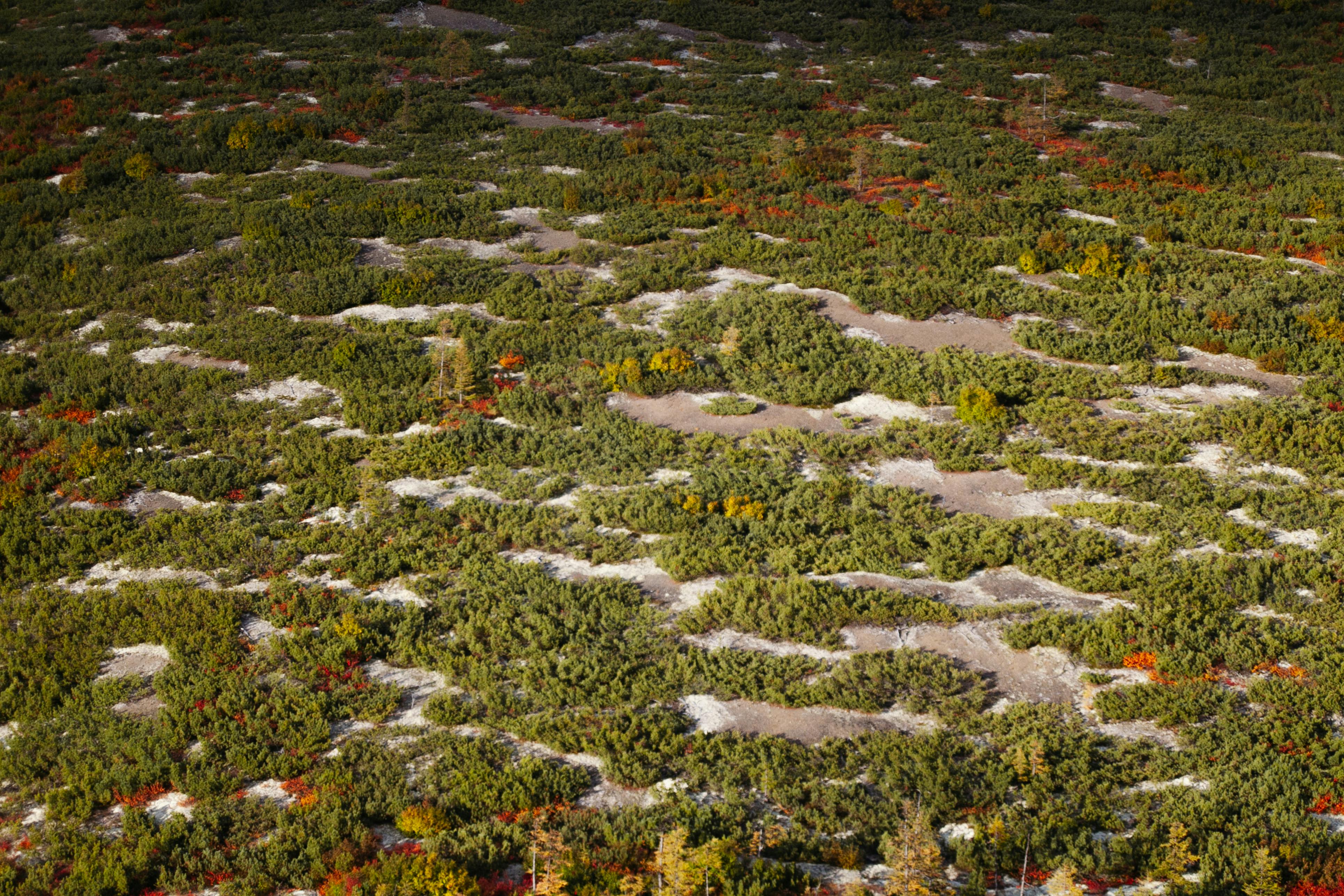 Terrain with dense green bushes · Free Stock Photo