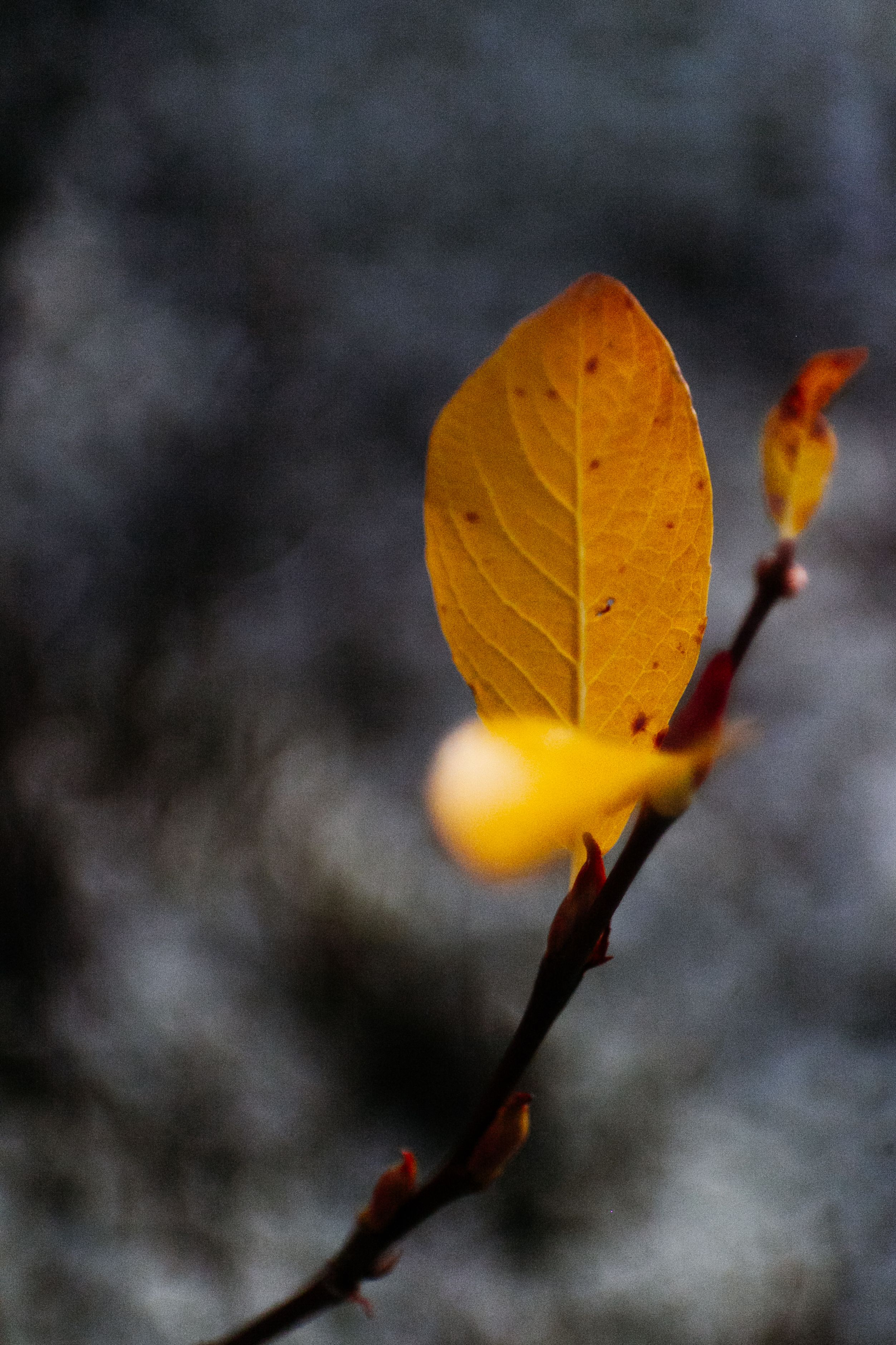 Autumn leaves on thin twigs of branch · Free Stock Photo