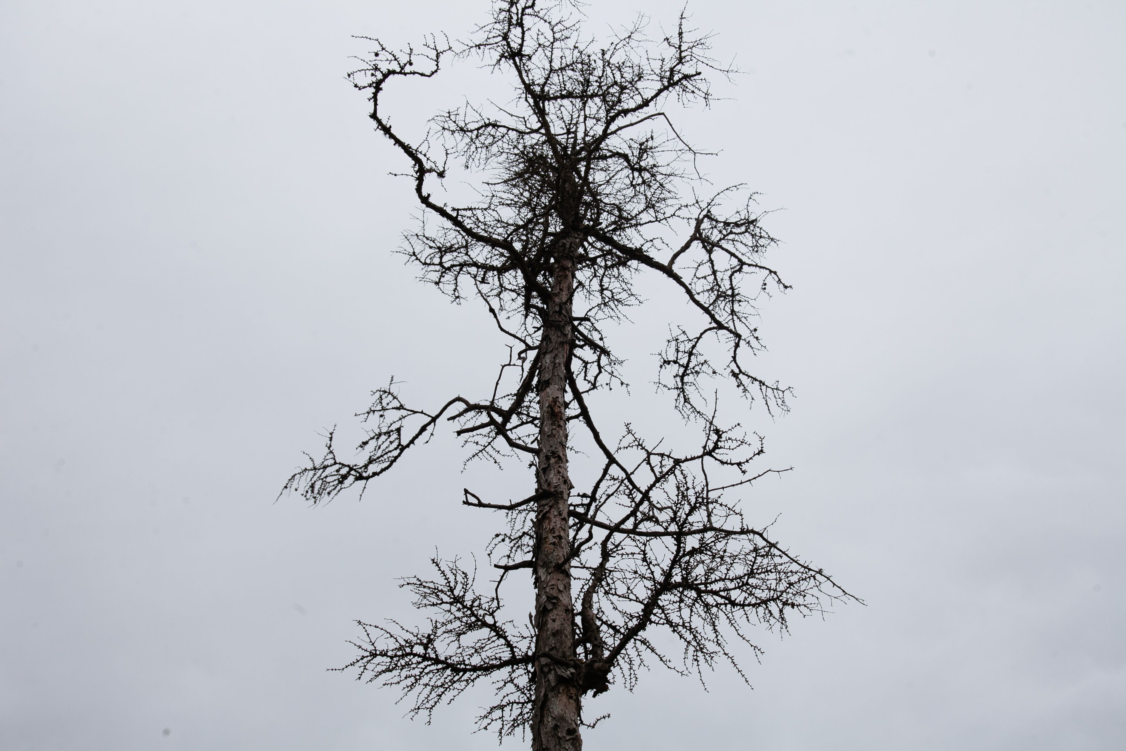 Photo of a Brown Leafless Tree · Free Stock Photo