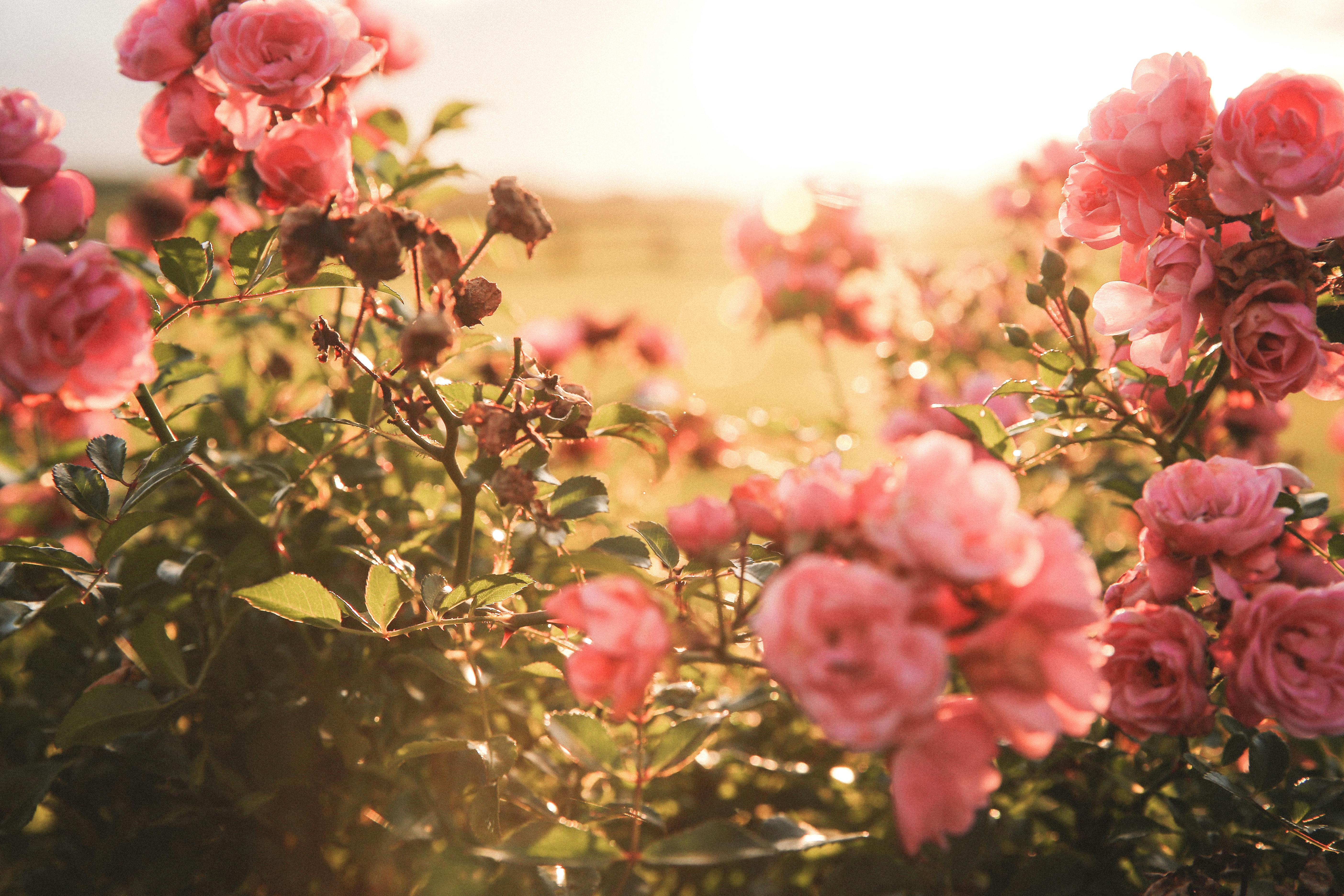 Fotografia Vintage Rosa Tumblr Rose Vines On Diamond Mica