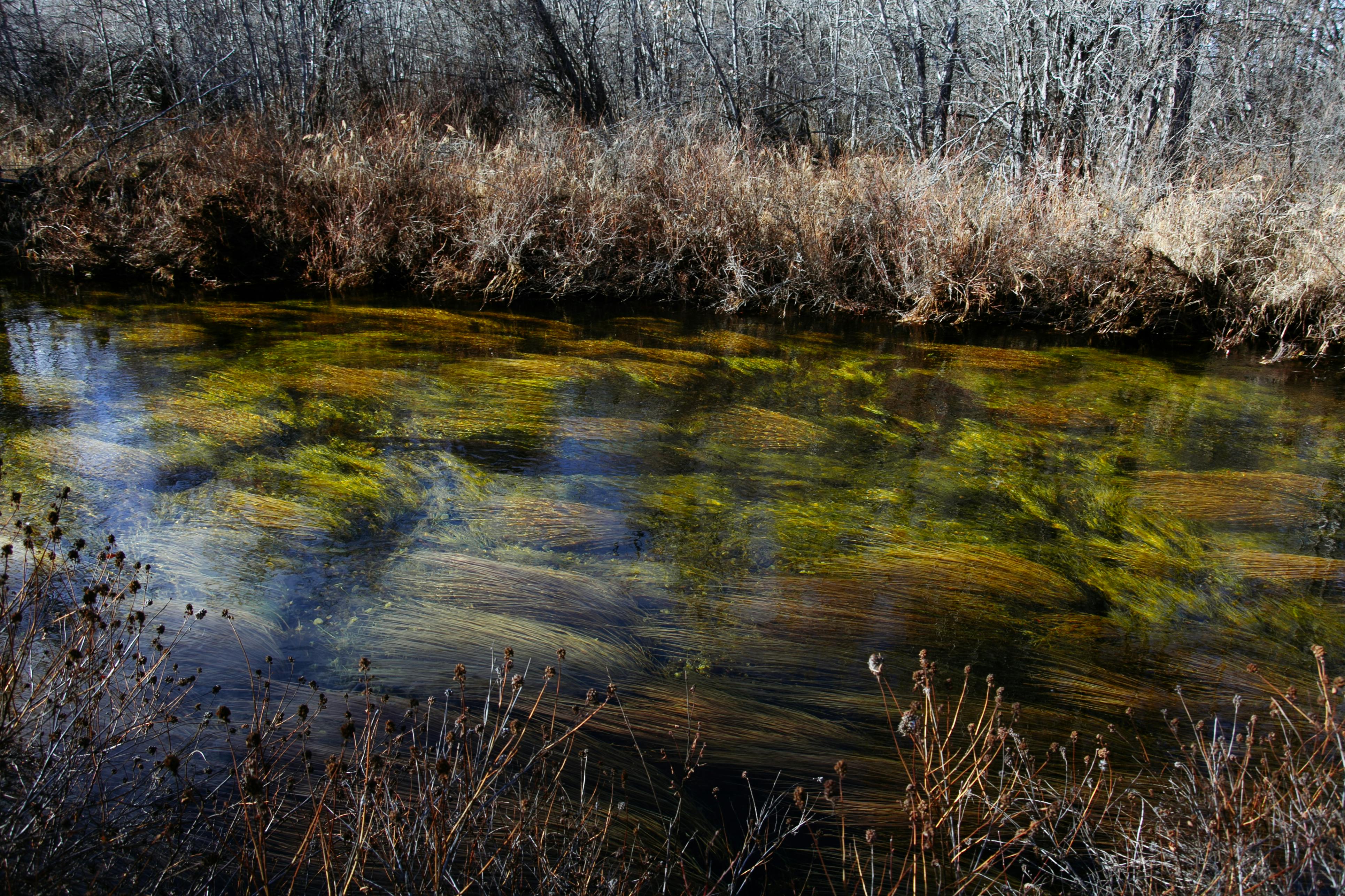 Water plants on bottom of river · Free Stock Photo