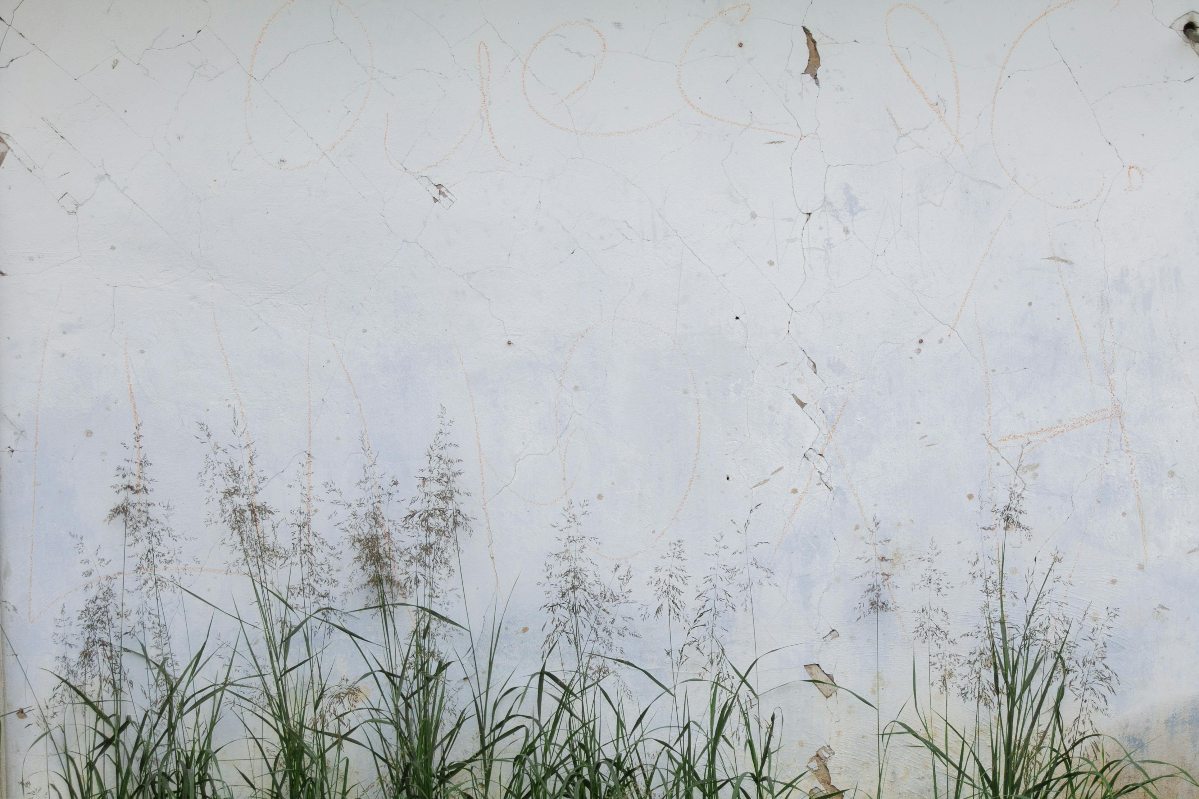 Flower Meadow Background Photos, Download The BEST Free Flower Meadow ...