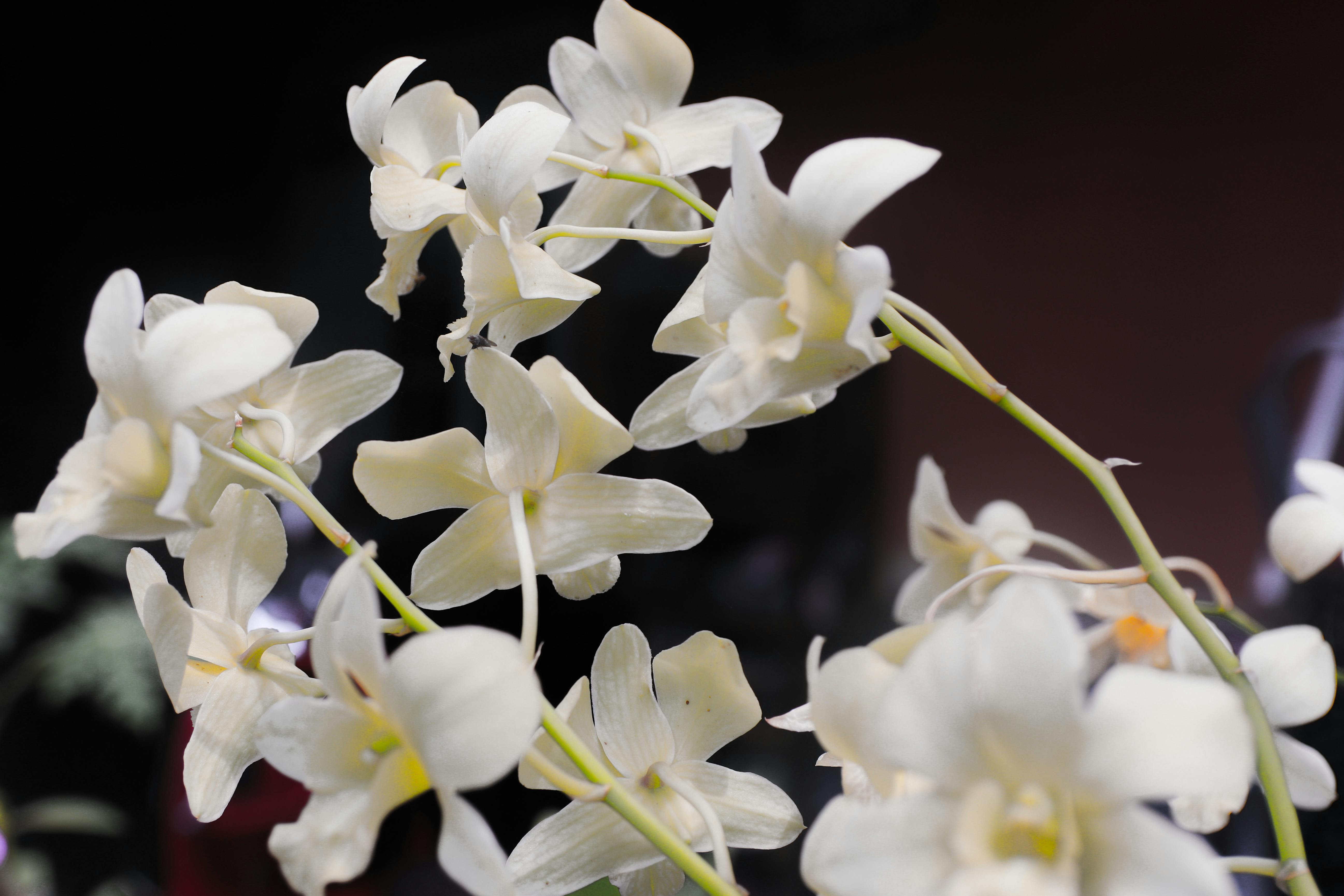 Galih Padika - 摄影