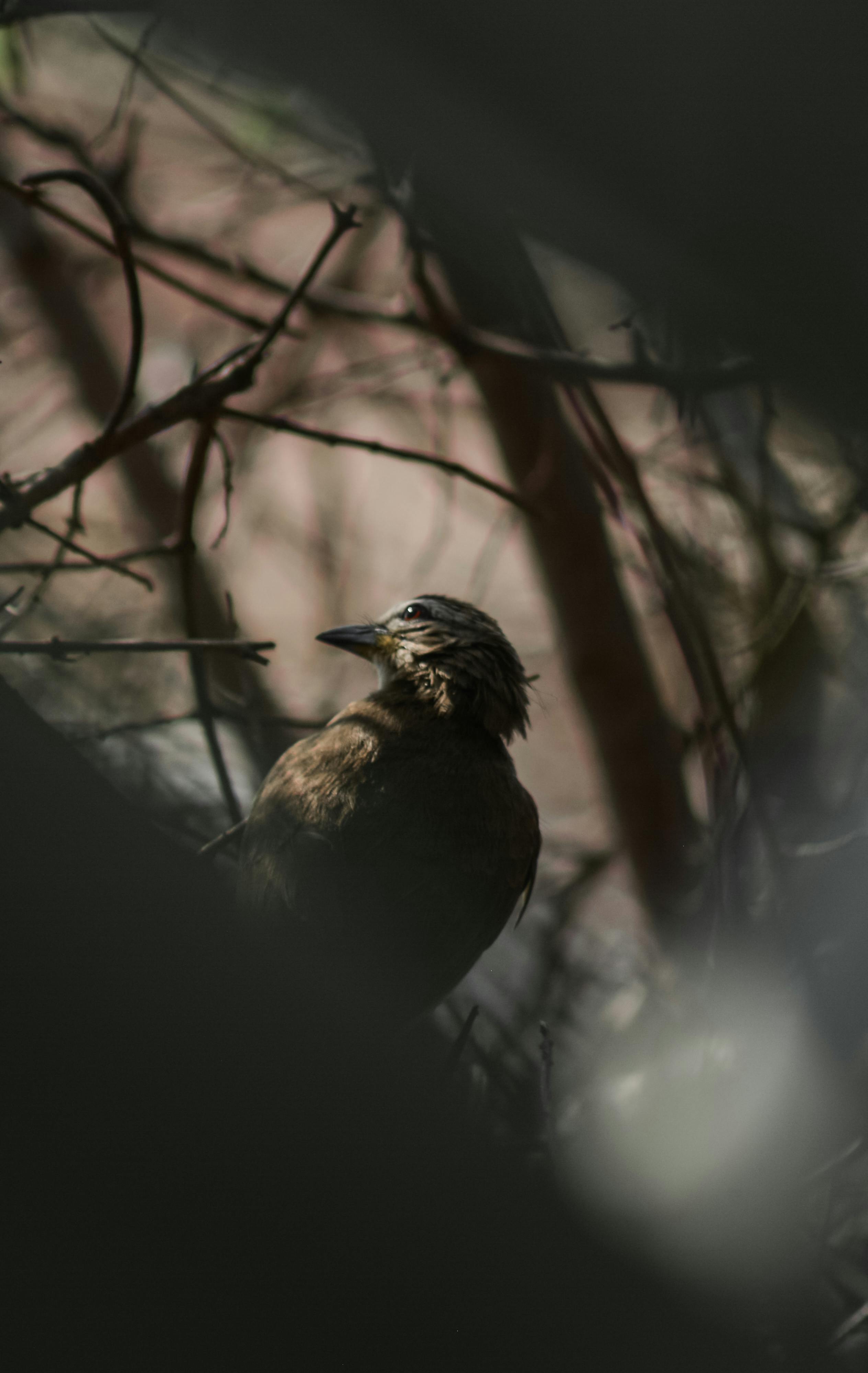 A Bird on Tree Branch · Free Stock Photo