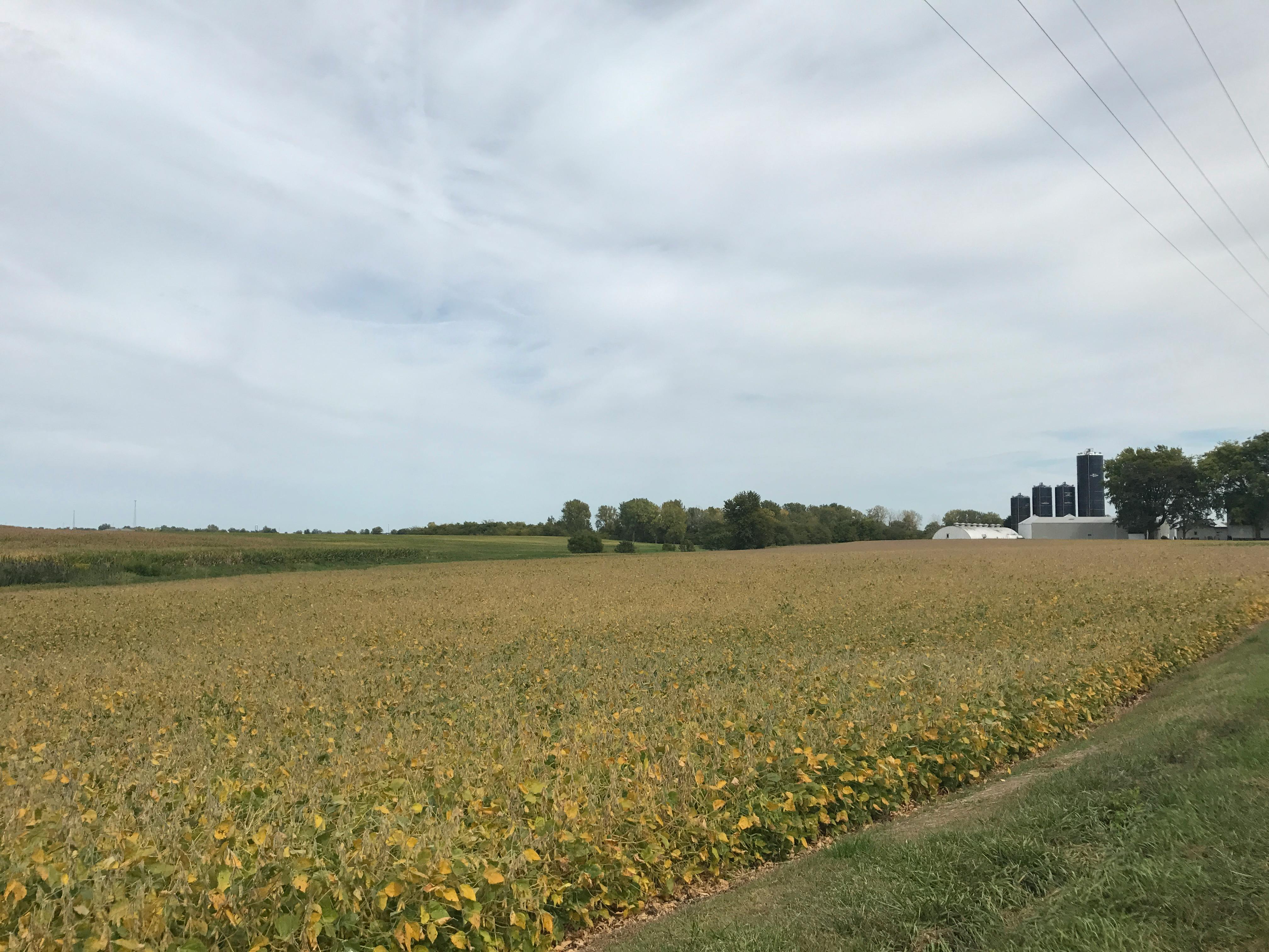 Free stock photo of farm, illinois, soybeans