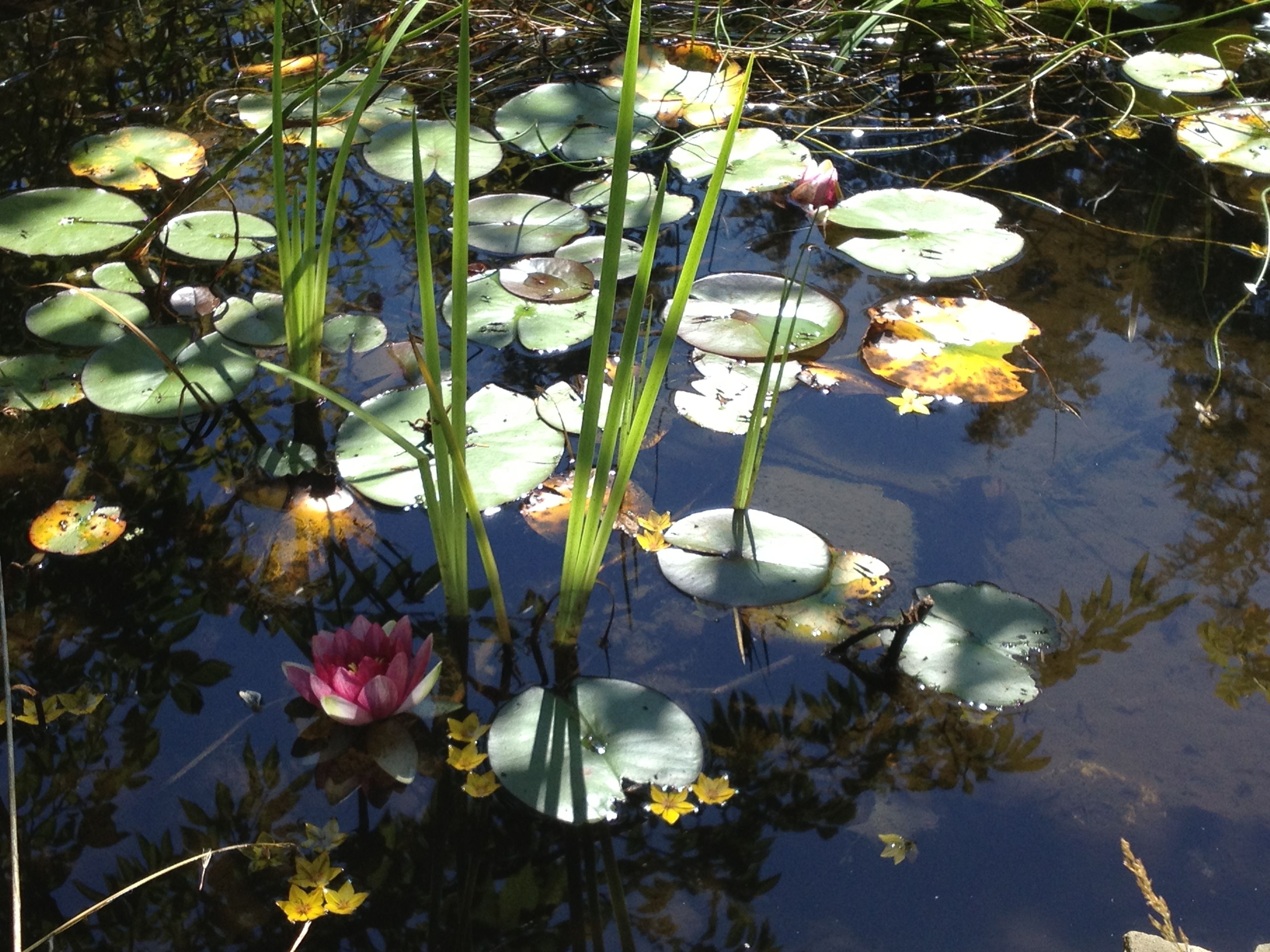 Solar Lily Pads For Ponds