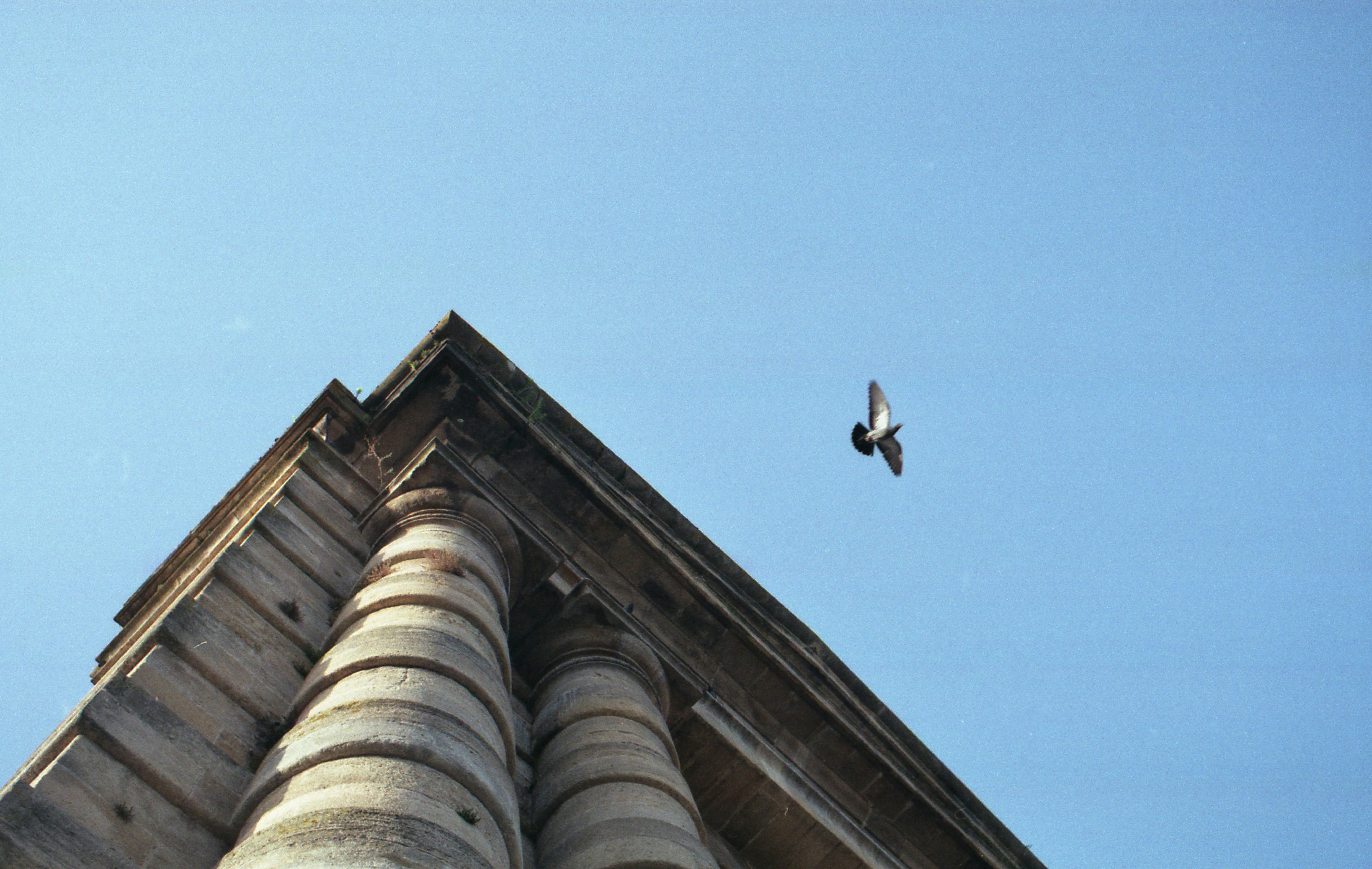 Interesting Pegion Photos · Pexels · Free Stock Photos