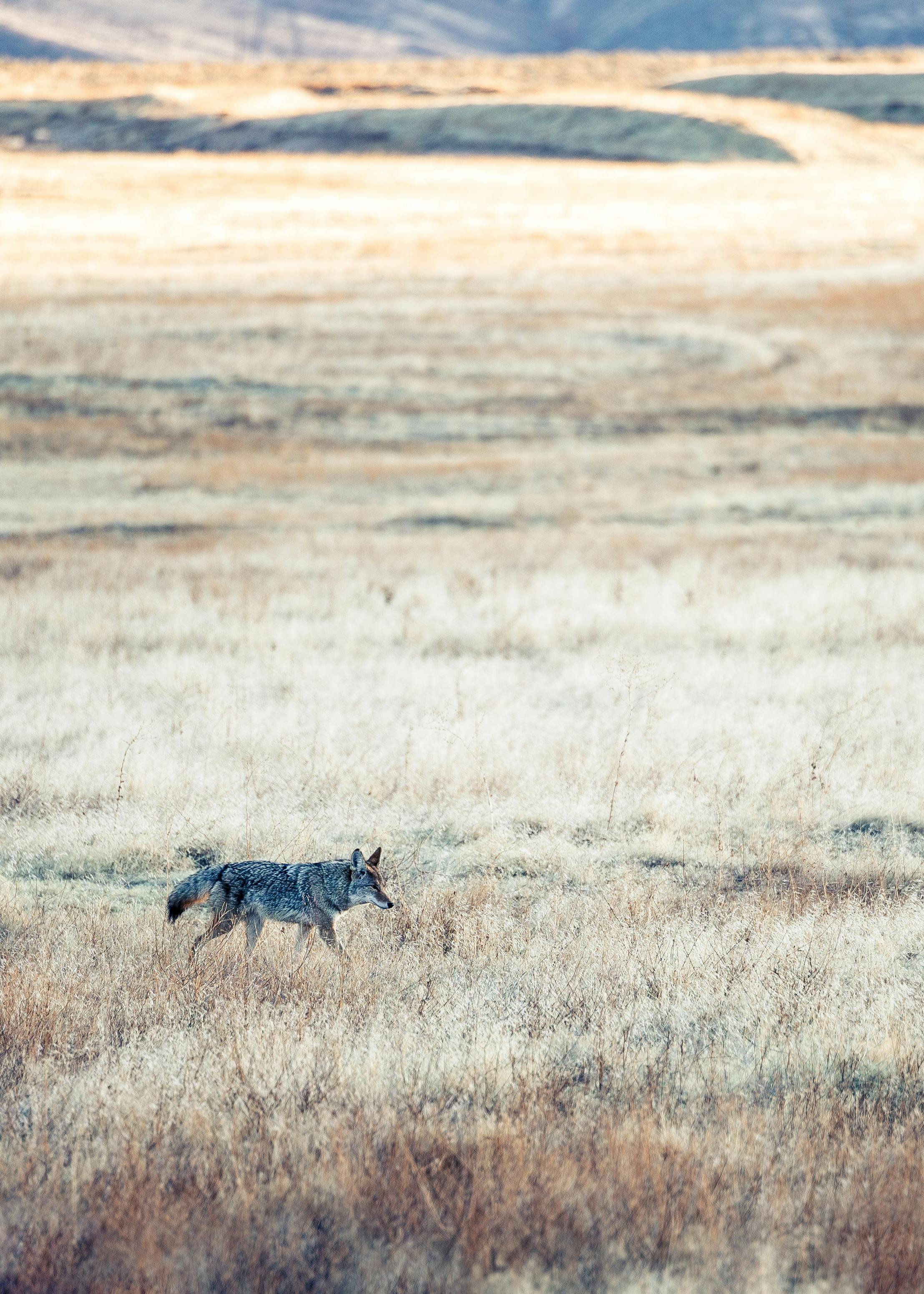 Wolf running in endless field in daytime · Free Stock Photo