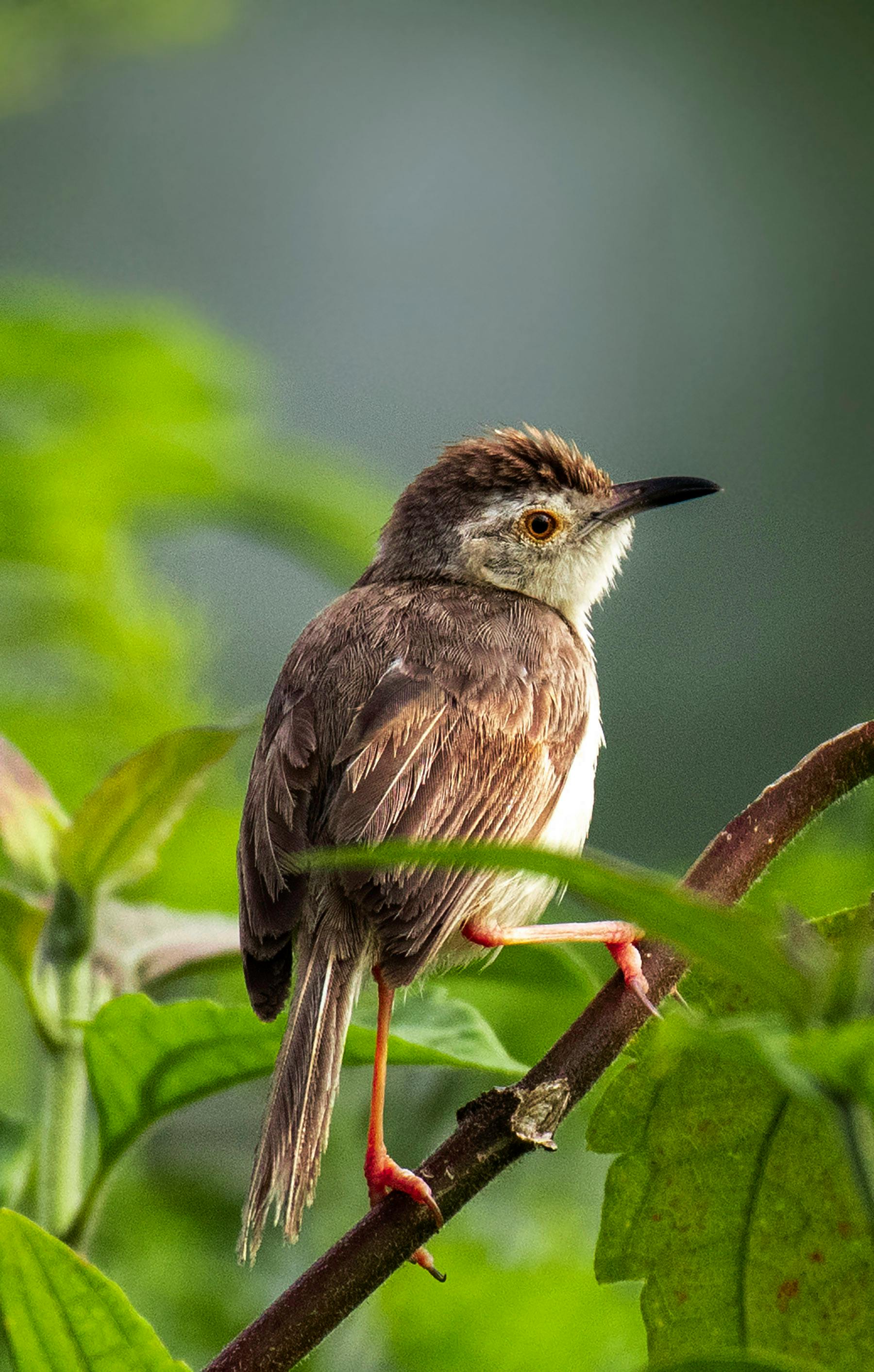 Small bird sitting on branch with green foliage · Free Stock Photo