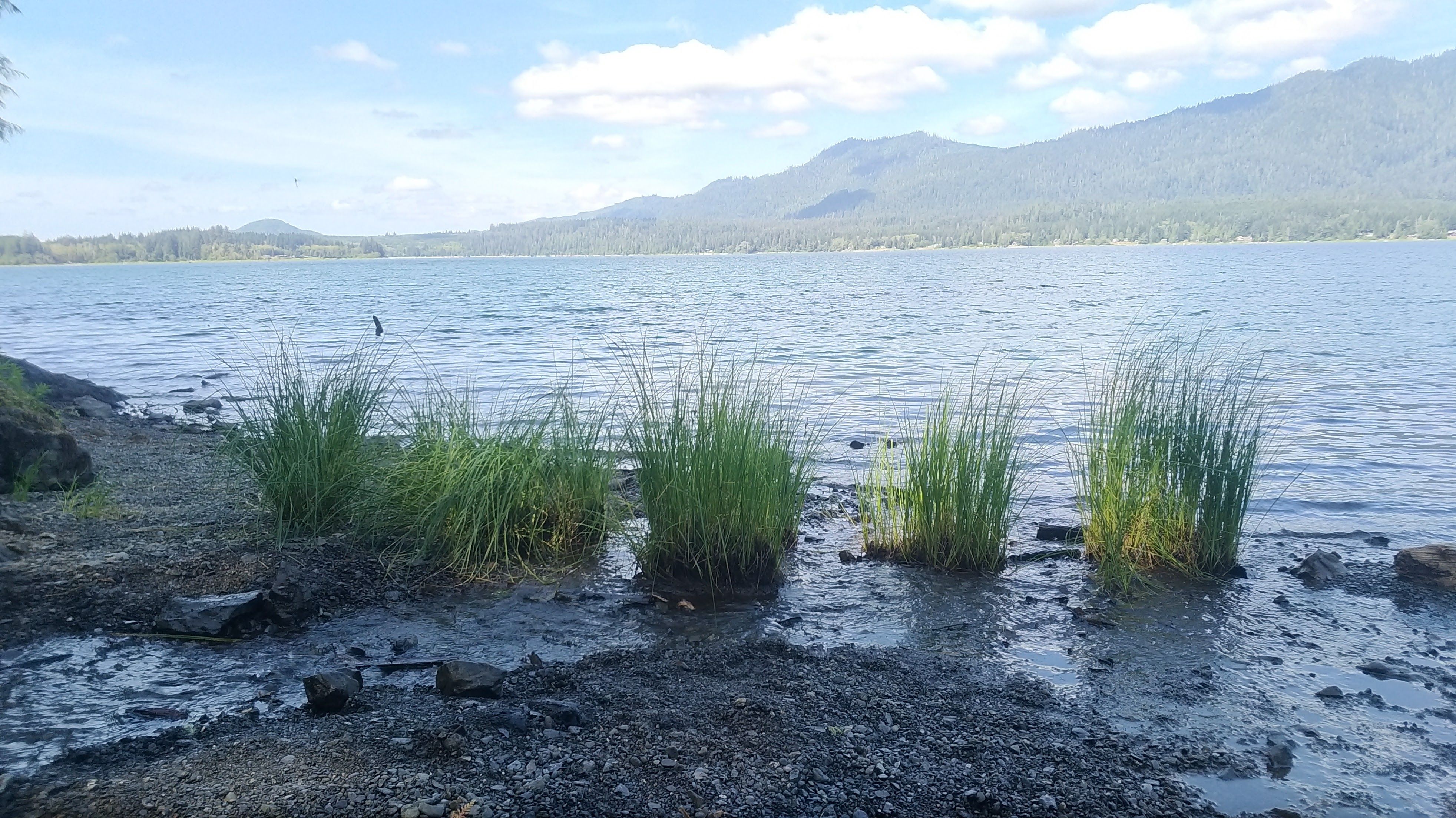 Free stock photo of grass, lake grass, shoreline