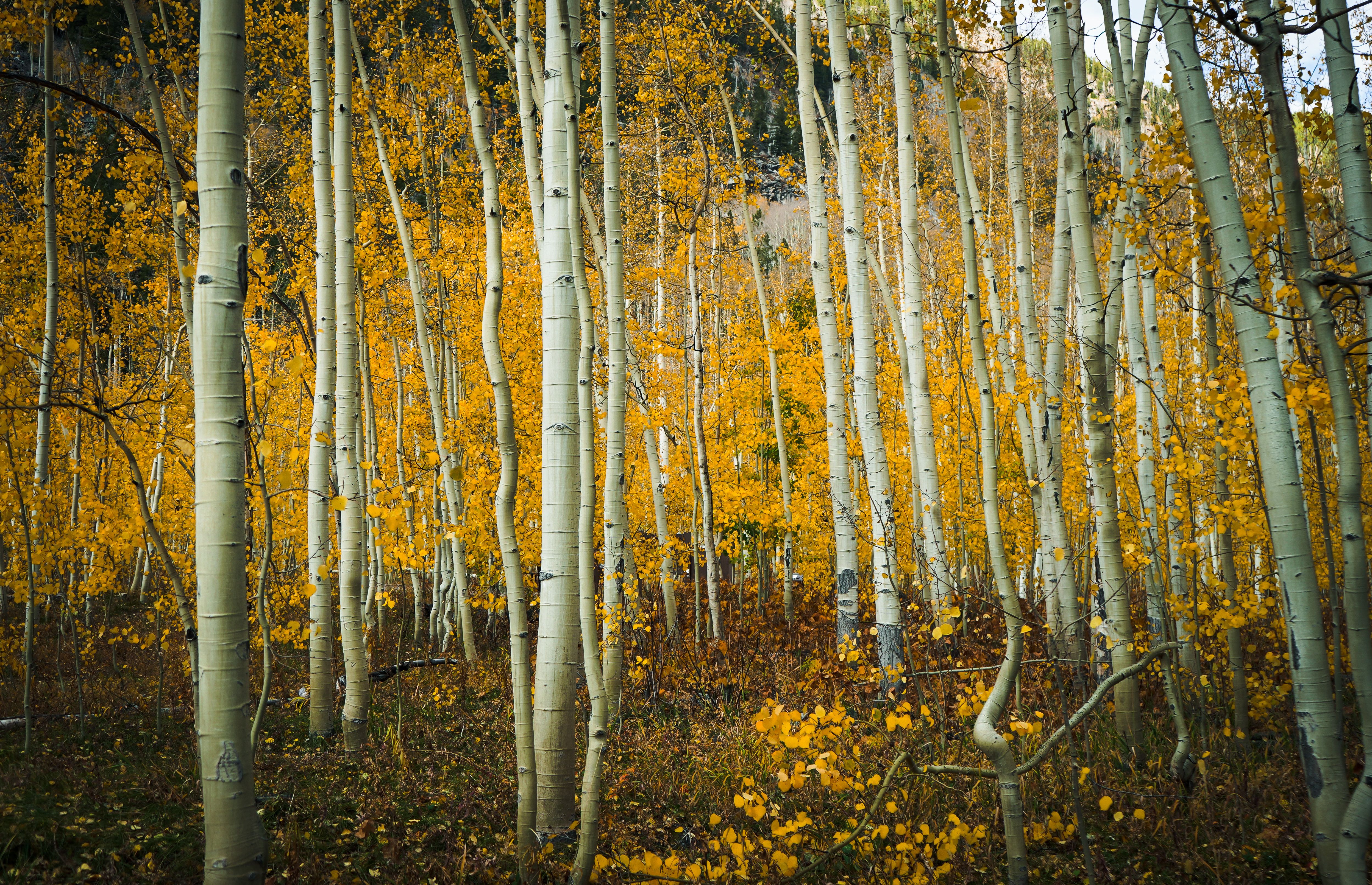 Yellow Leaf Trees · Free Stock Photo