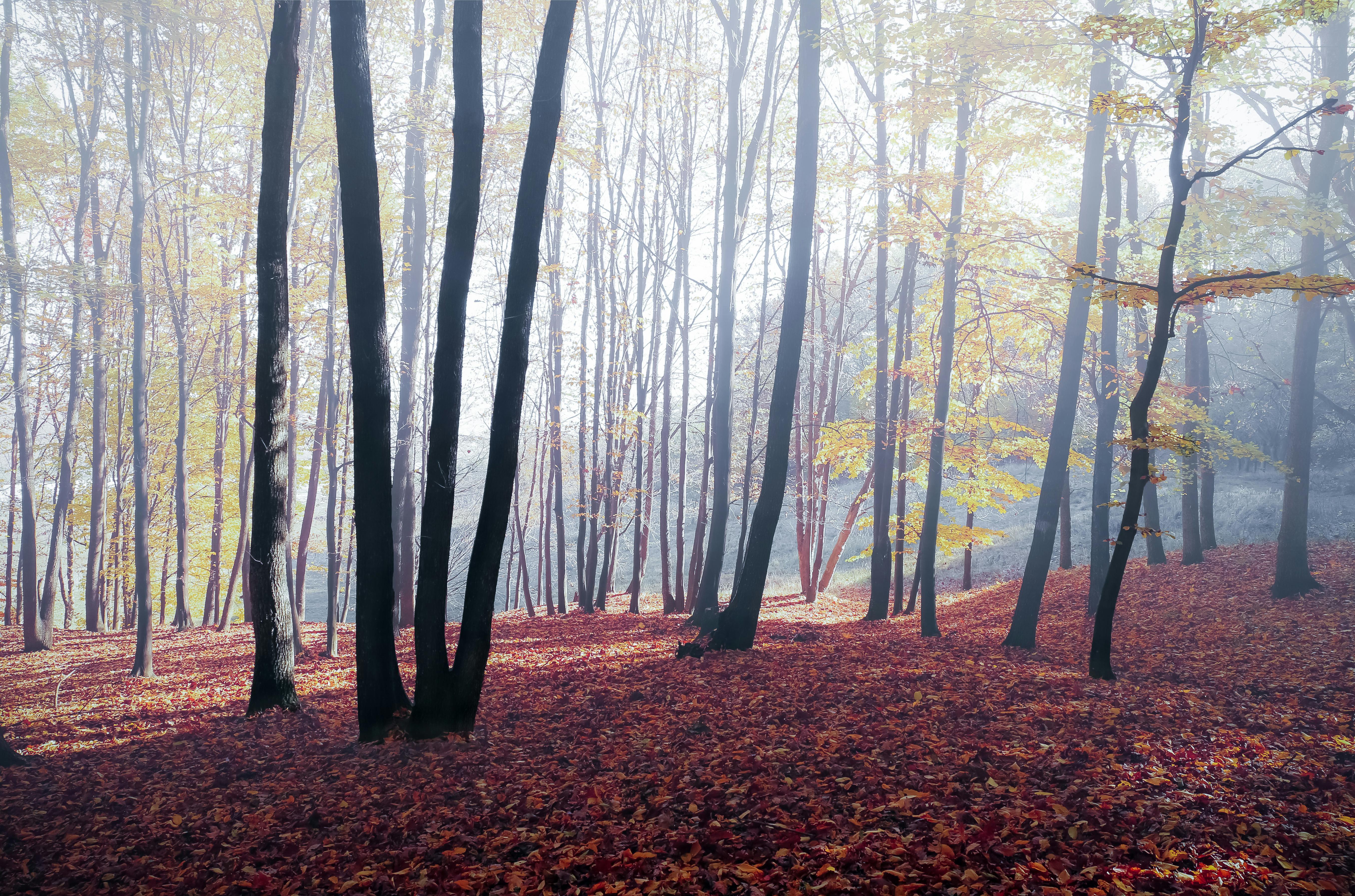 Black Trees · Free Stock Photo