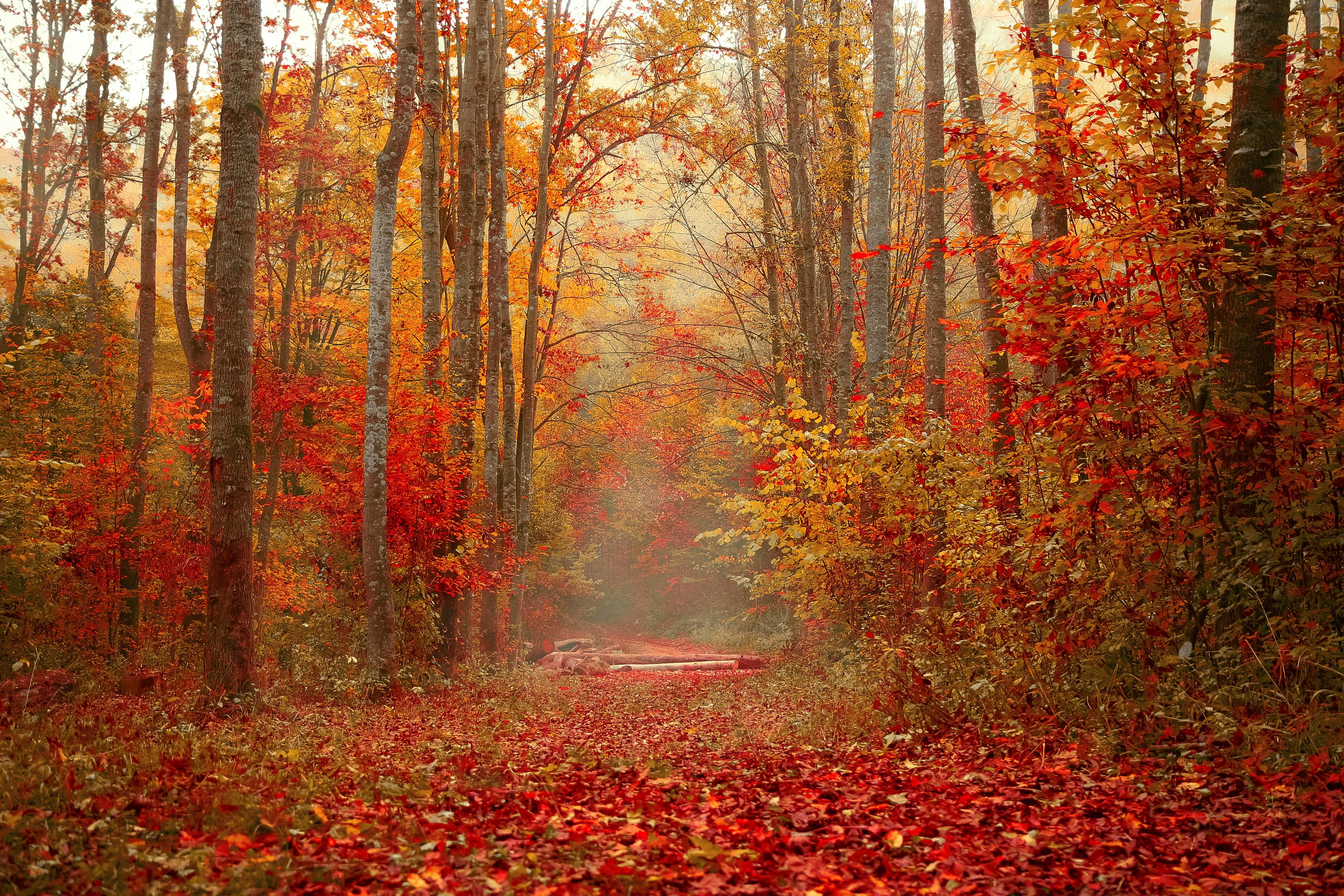 Autumn Leaves Falling on the Cobblestone Road in the Forest · Free ...
