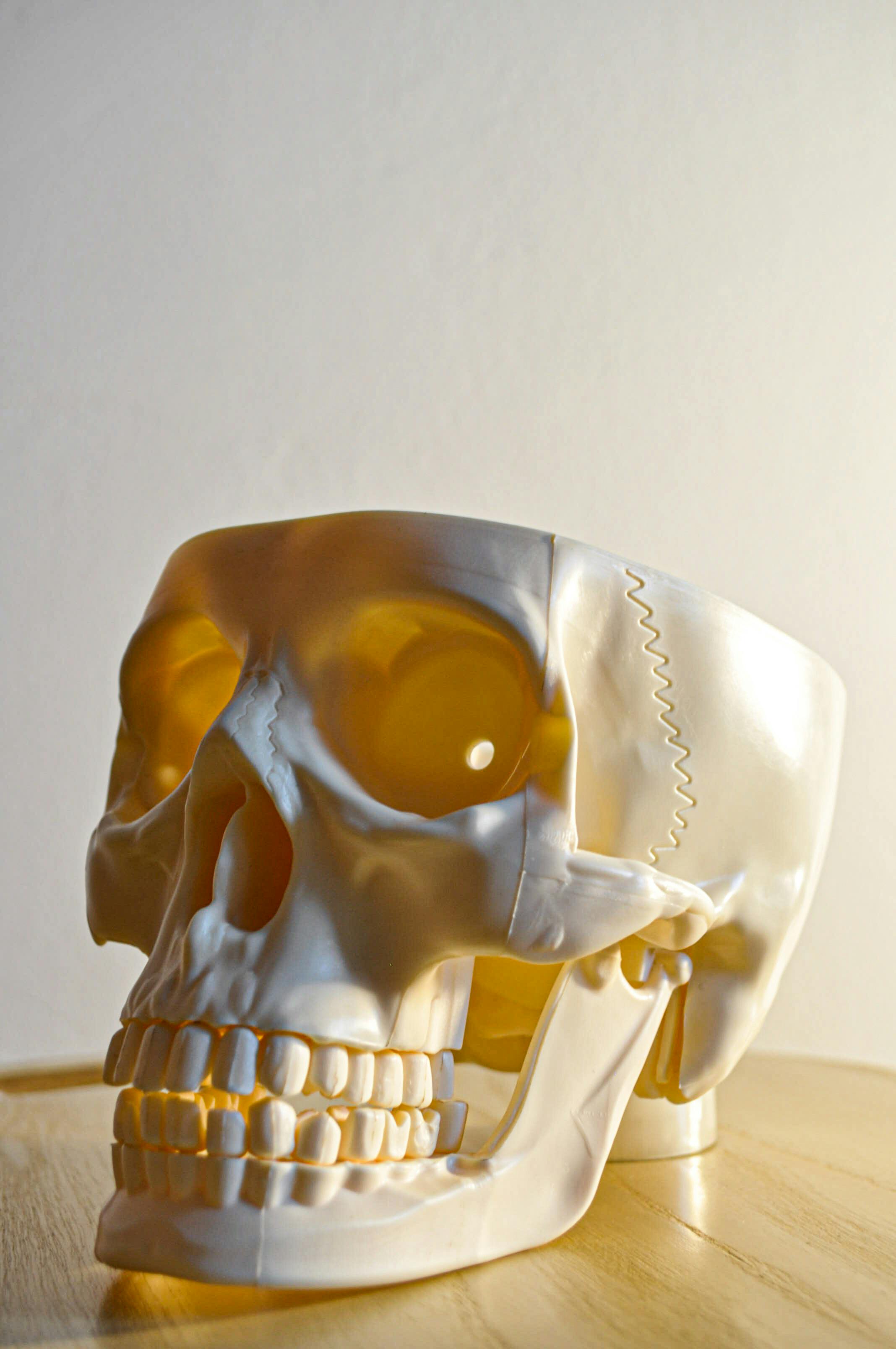 Skull Model · Free Stock Photo