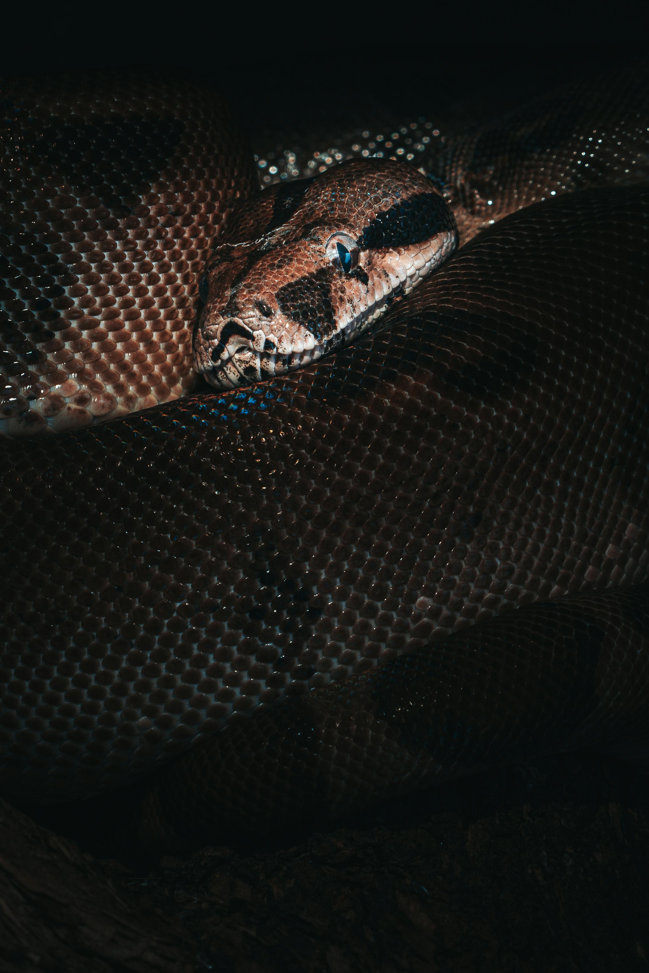 Brown big snake lying in dark place · Free Stock Photo
