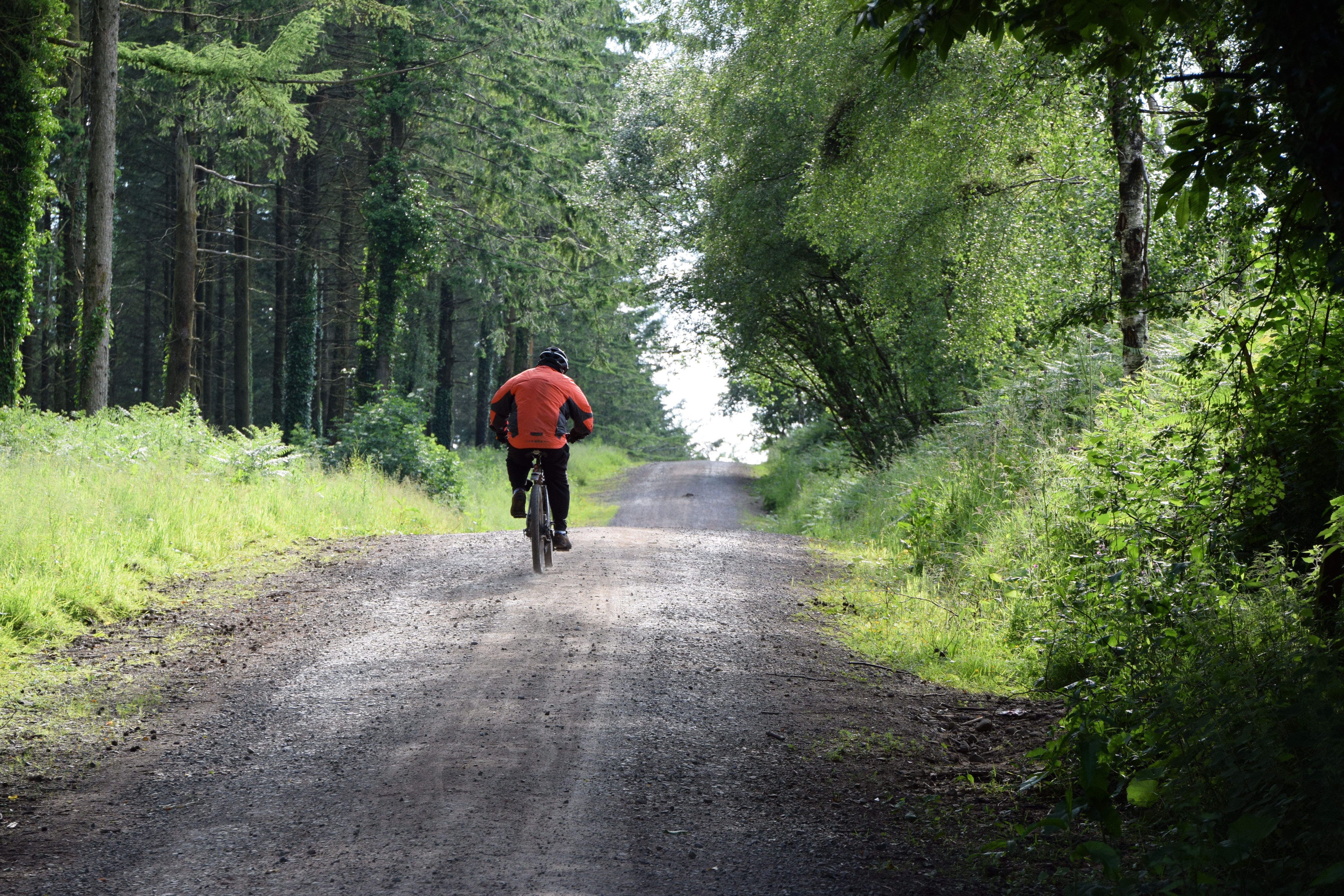 Person Riding a Bicycle on Road Between Green Trees · Free Stock Photo