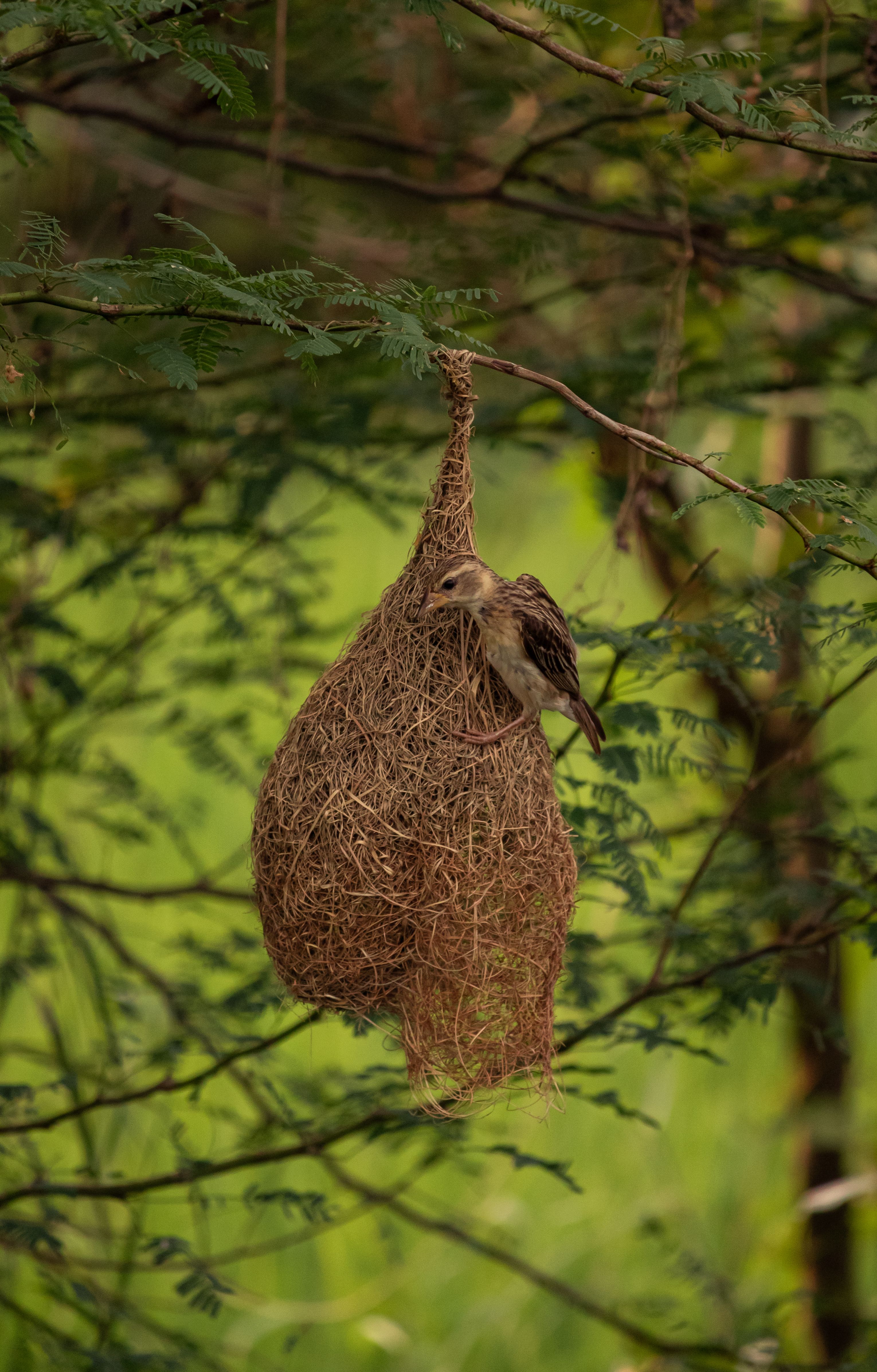 Close Up Photography of Bird Nest · Free Stock Photo