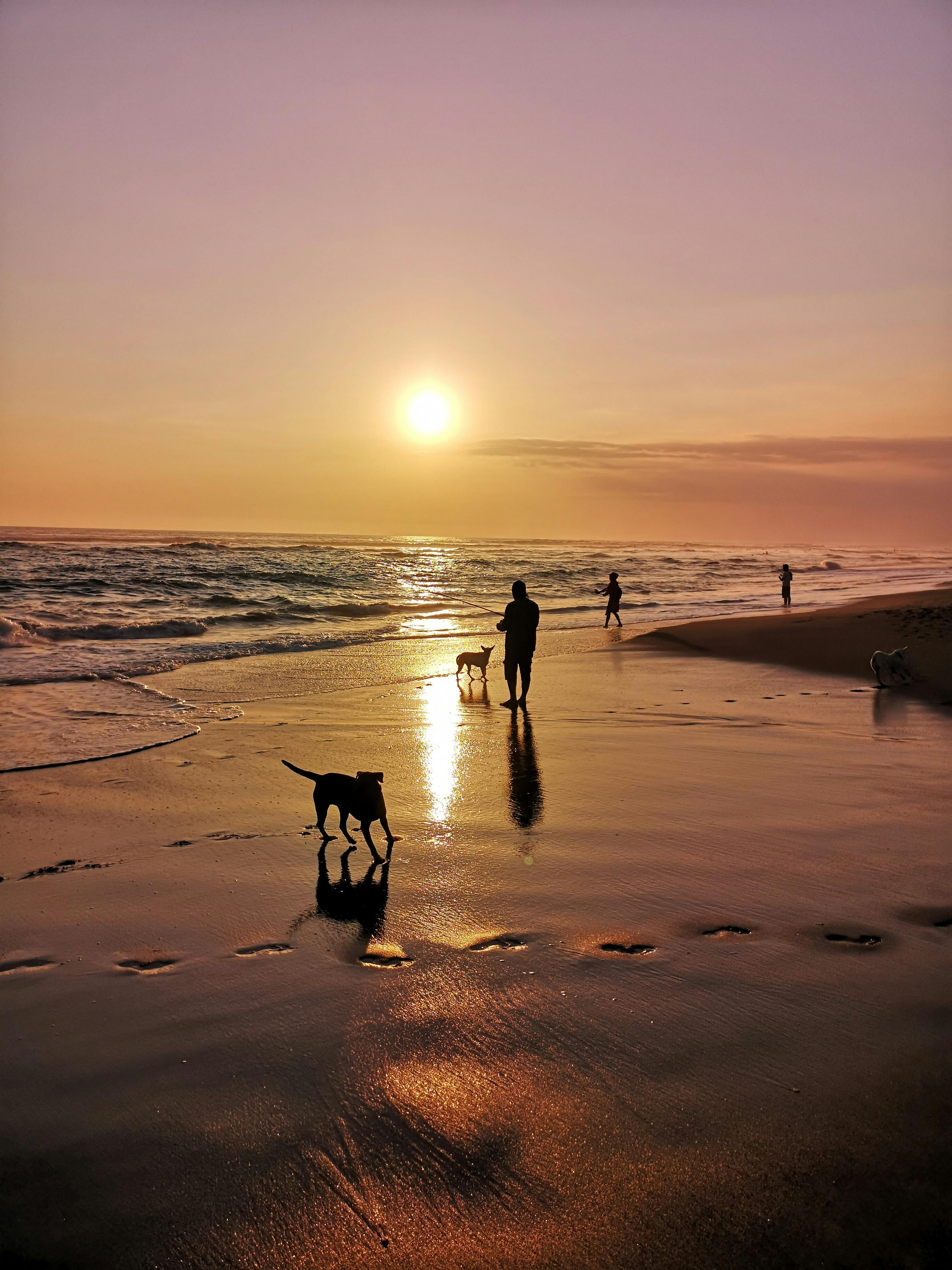 Dogs Sunset Photos, Download The BEST Free Dogs Sunset Stock Photos ...