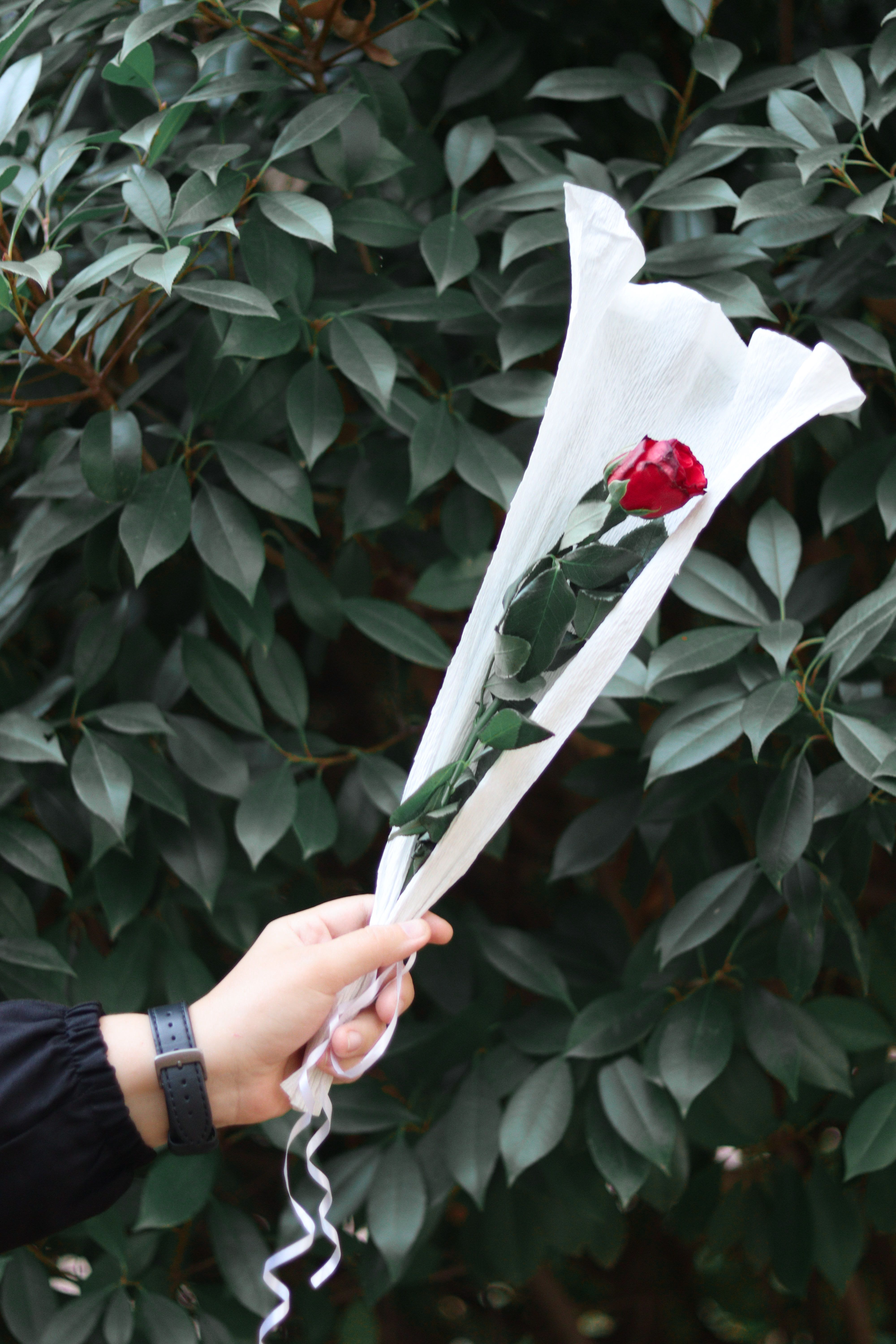 Hand Holding Decorated Red Rose · Free Stock Photo