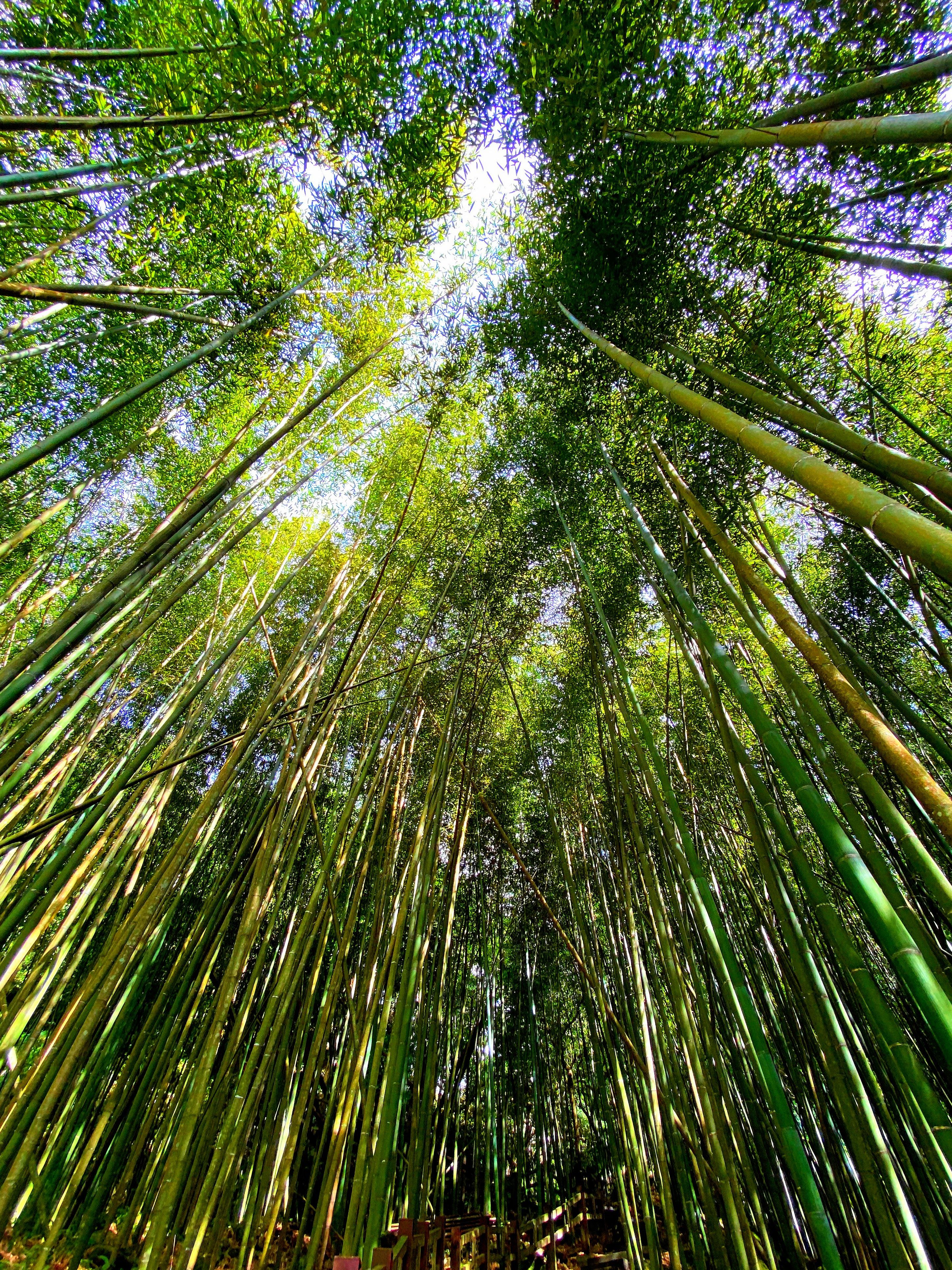 Bamboo forest with row of trees on sunny day · Free Stock Photo
