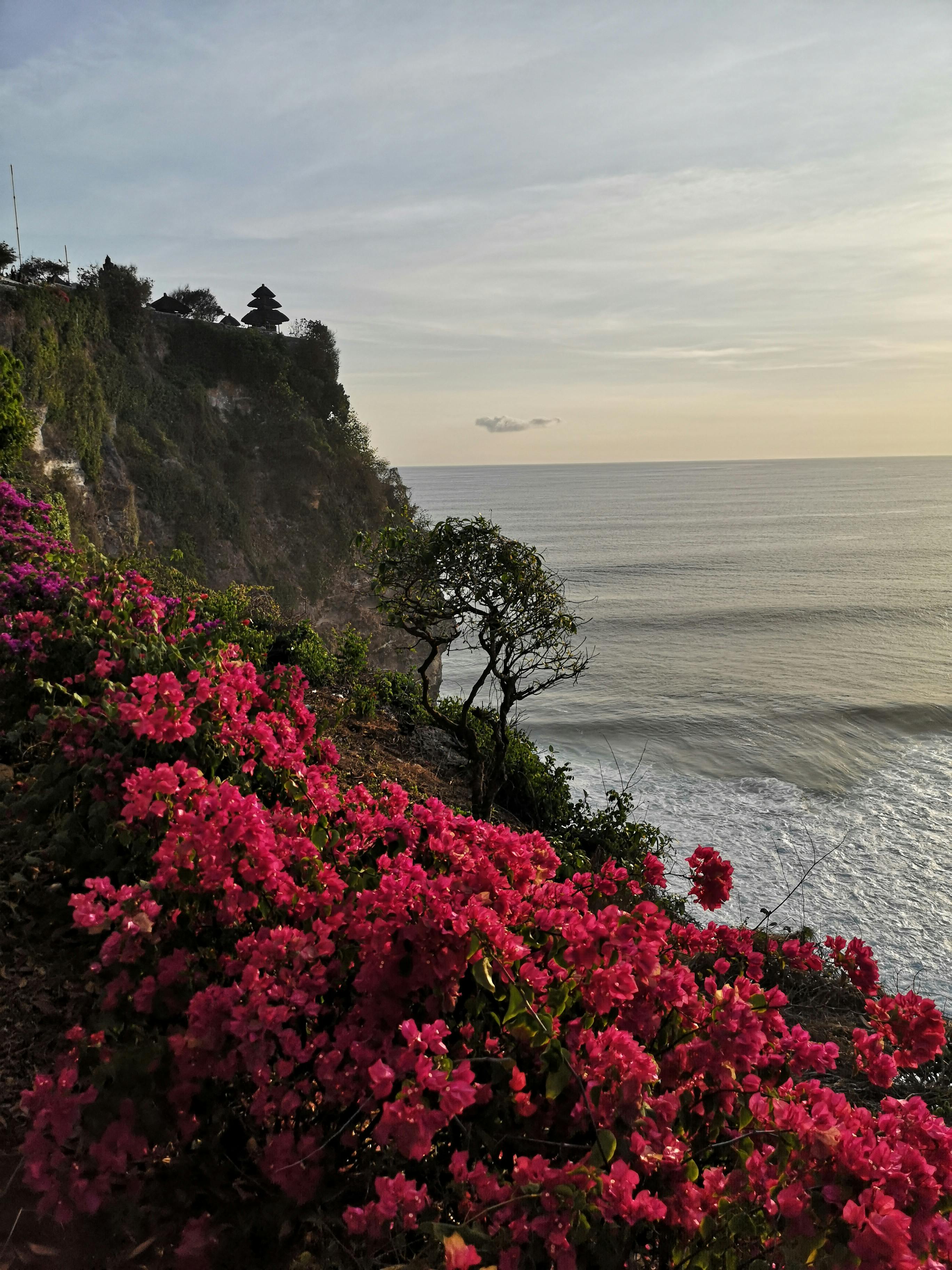 Pink Flowers on the Cliff · Free Stock Photo