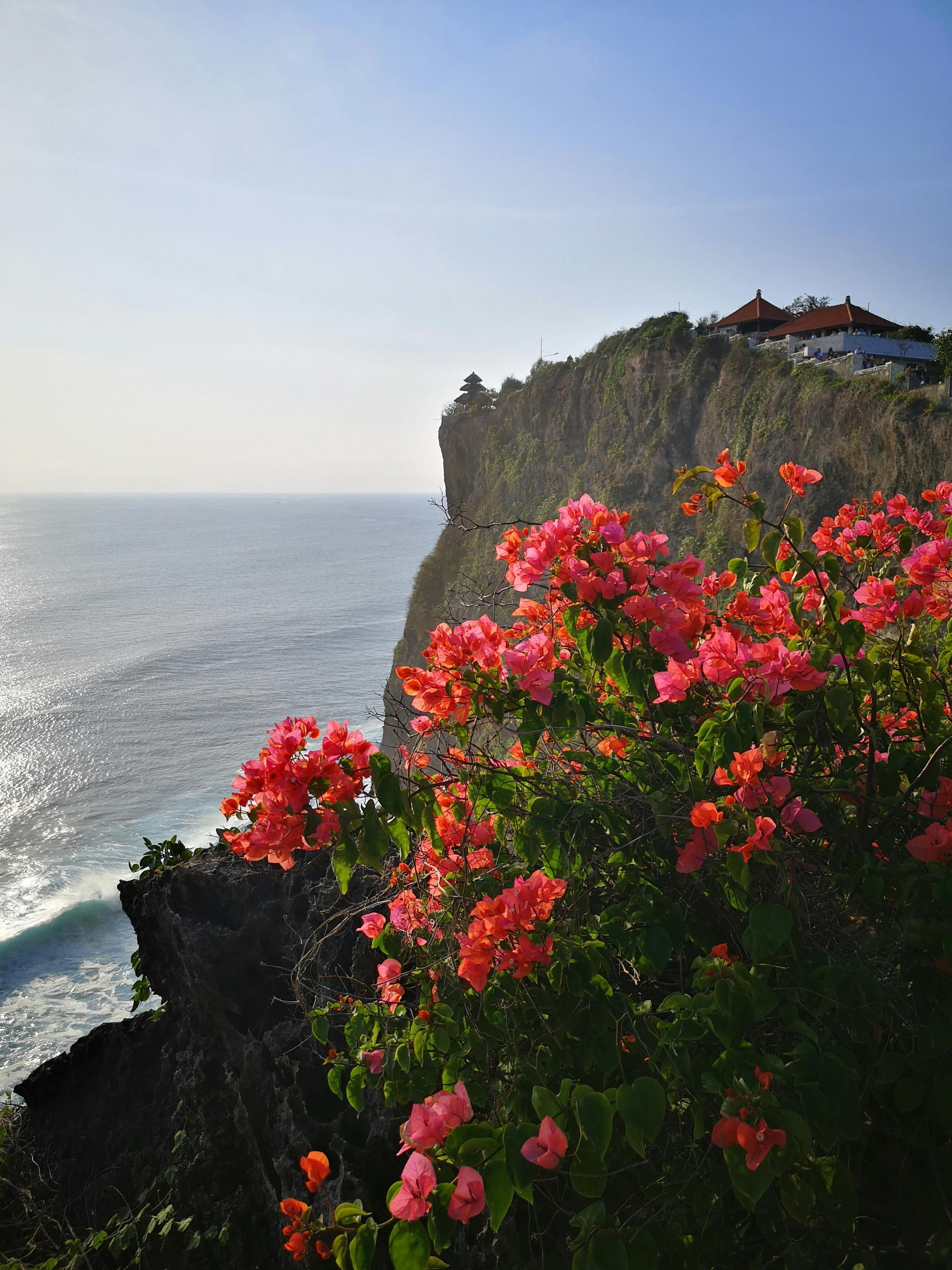 Pink Flowers on the Cliff · Free Stock Photo