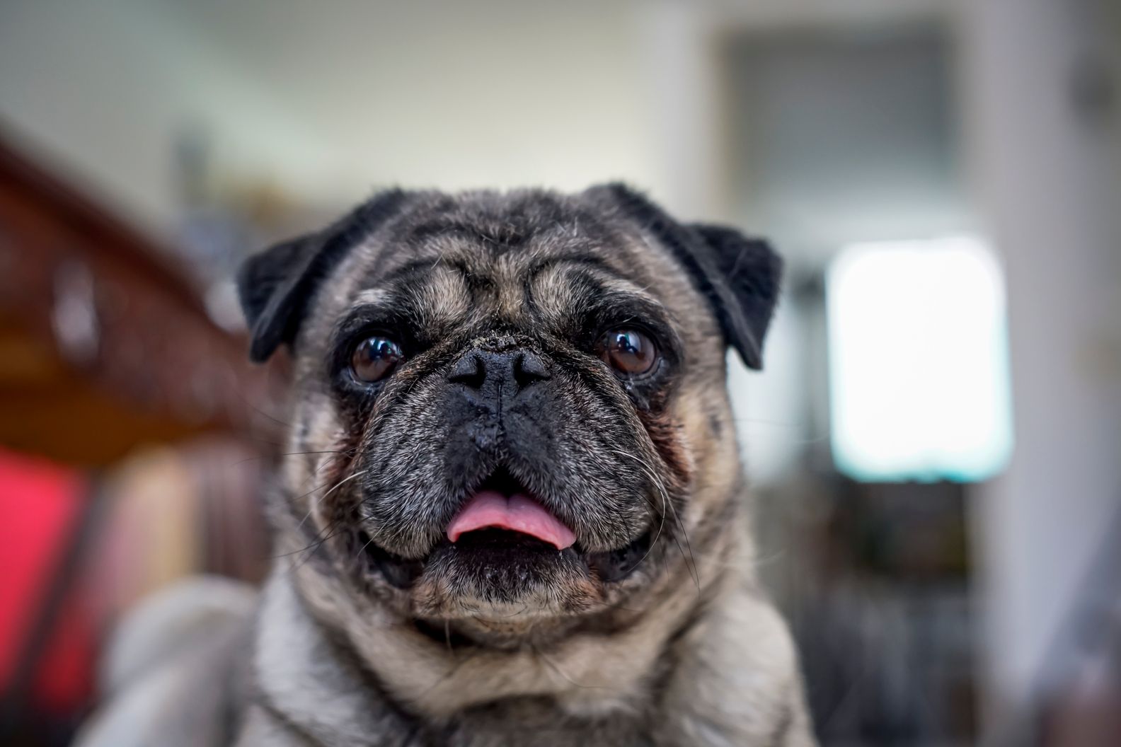 Pug Nose Dog: Breed Characteristics and Fun Facts Revealed