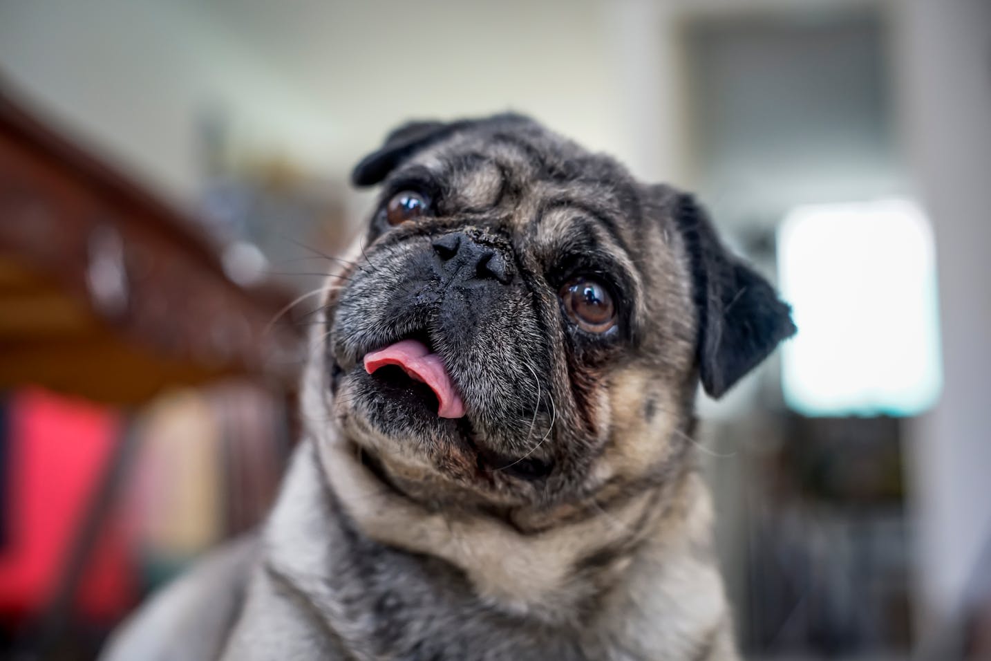 Pug Dog Eyes Pop Out: Causes, Prevention, and Treatment Tips
