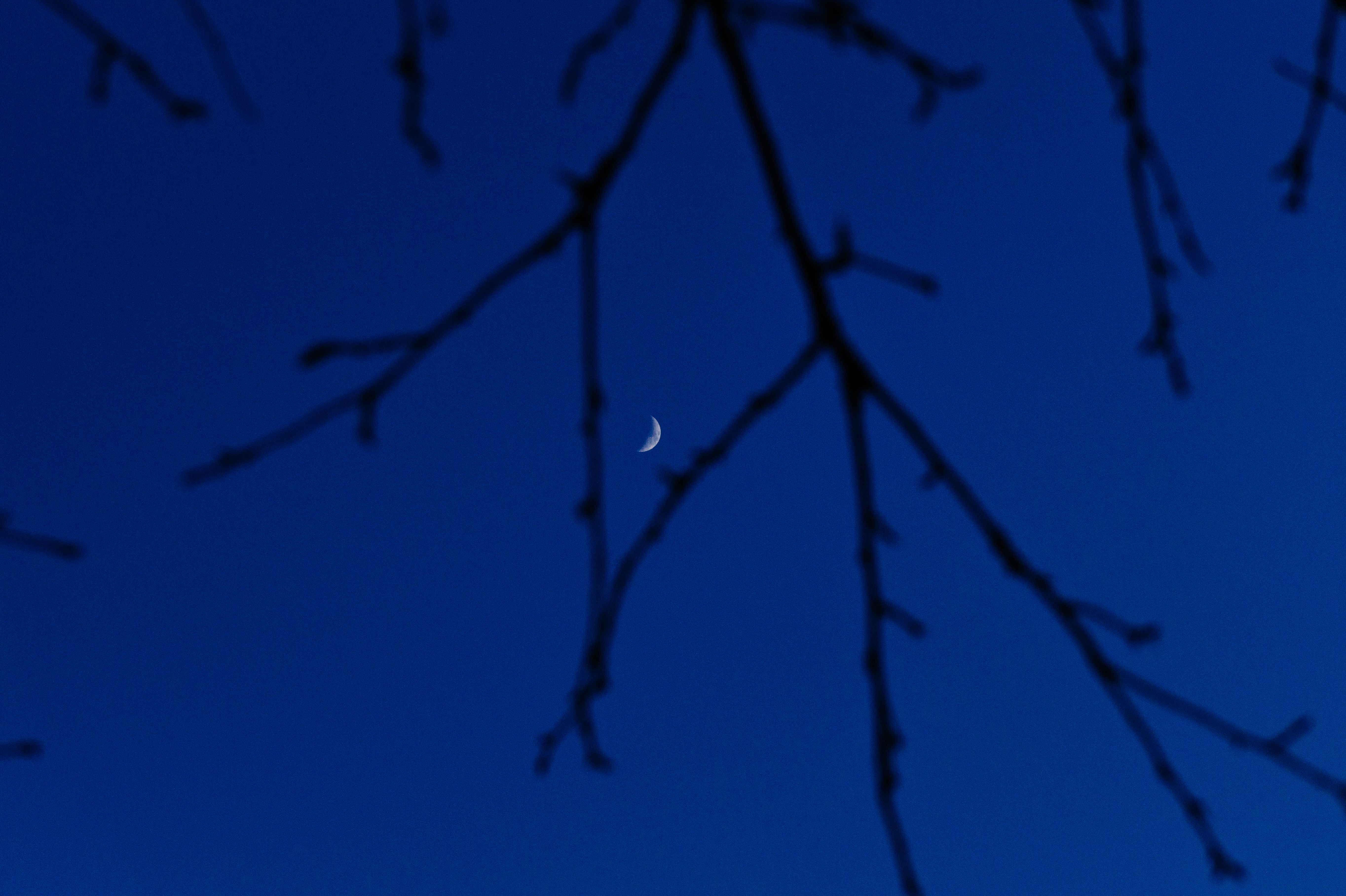 Leafless tree twigs under blue sky at night · Free Stock Photo