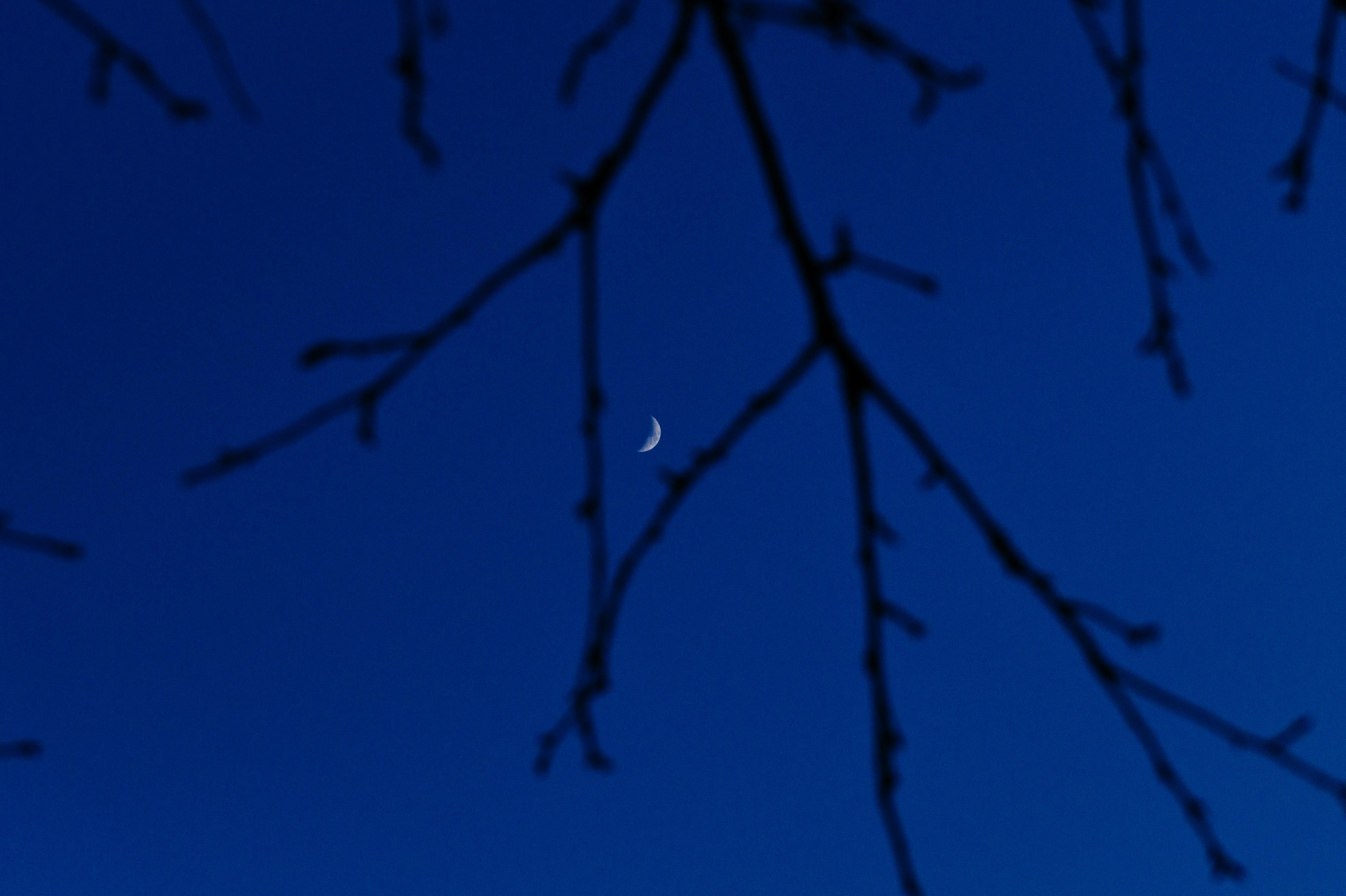 Dry curved tree twigs under cloudy sky in evening · Free Stock Photo