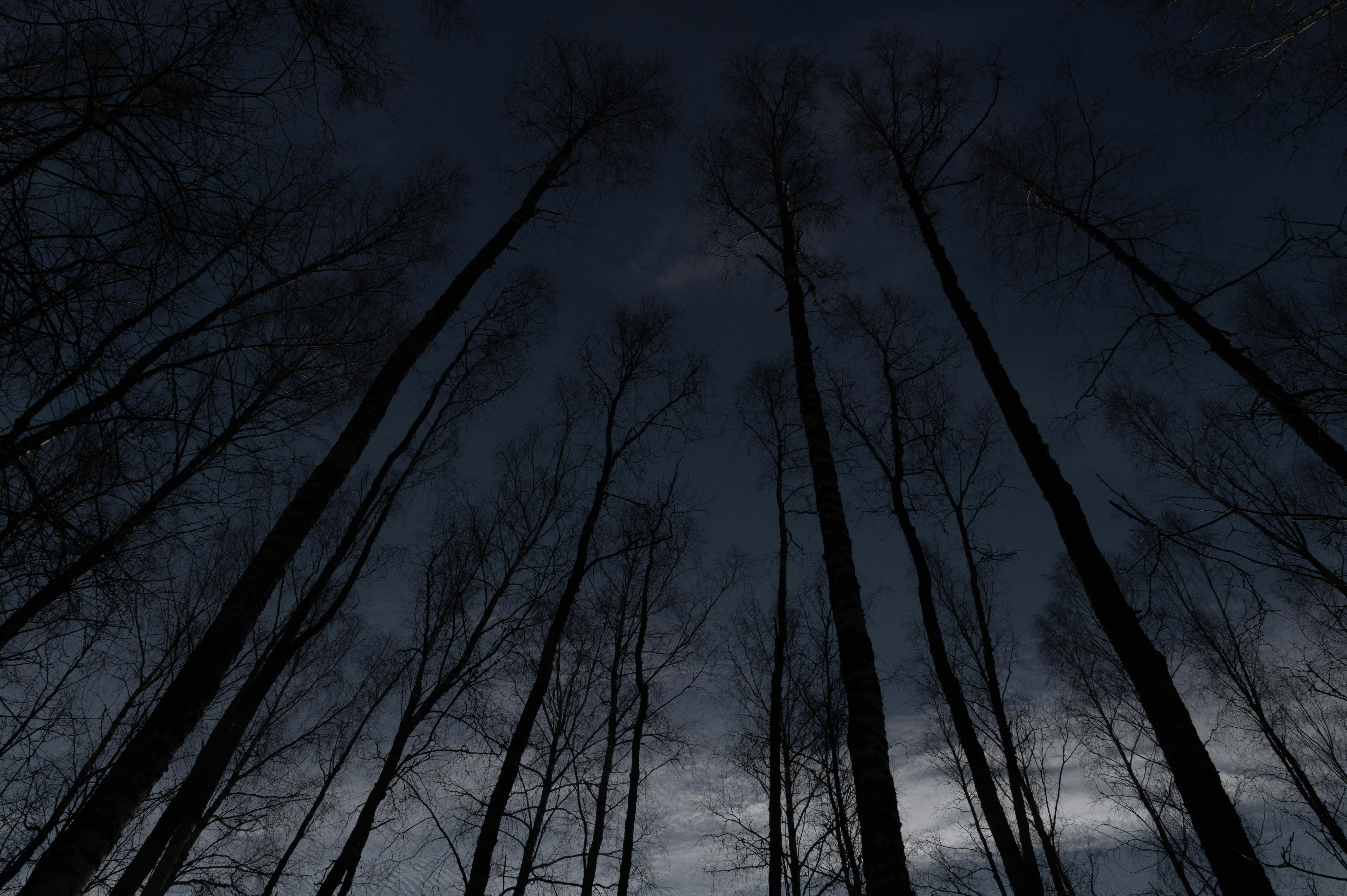 Tall leafless trees in dark forest · Free Stock Photo