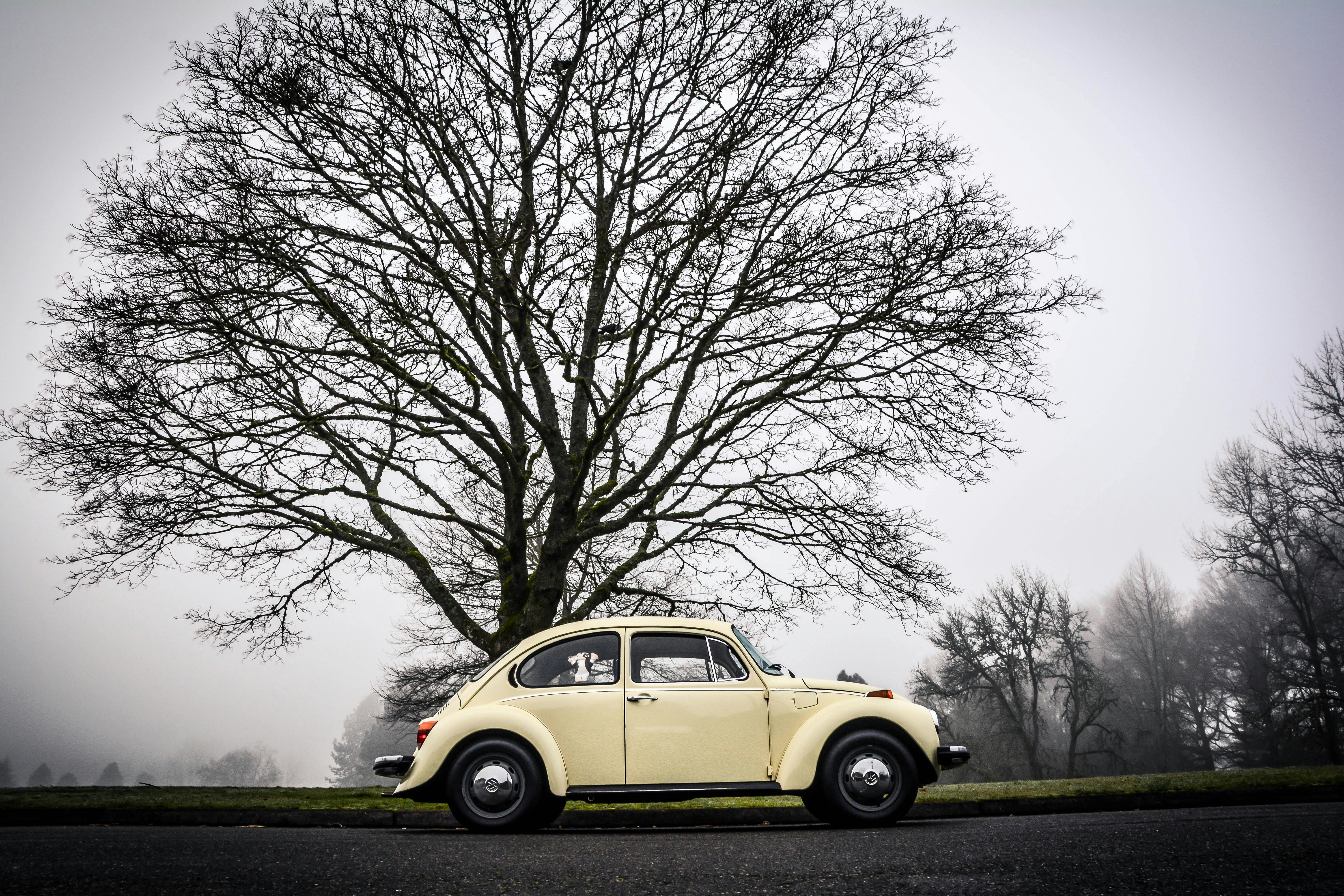 A Volkswagen Beetle Parked under the Tree · Free Stock Photo