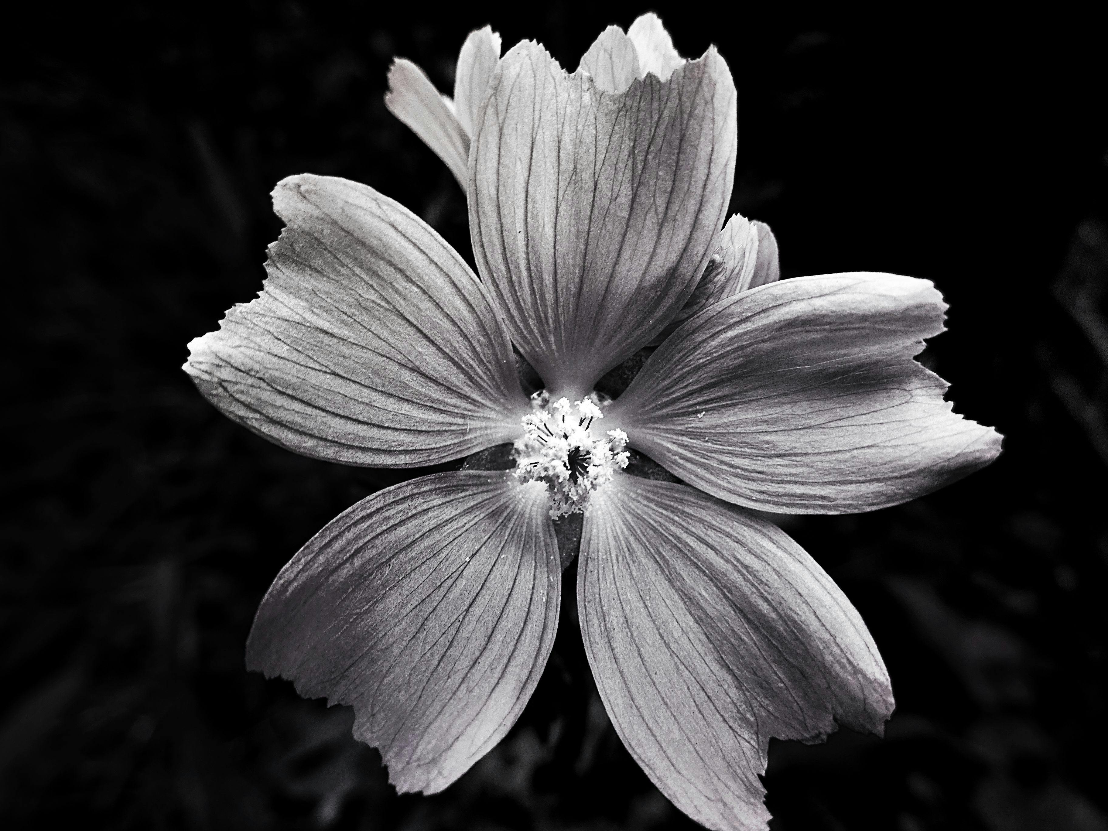 Grayscale Photo of White Flowers · Free Stock Photo