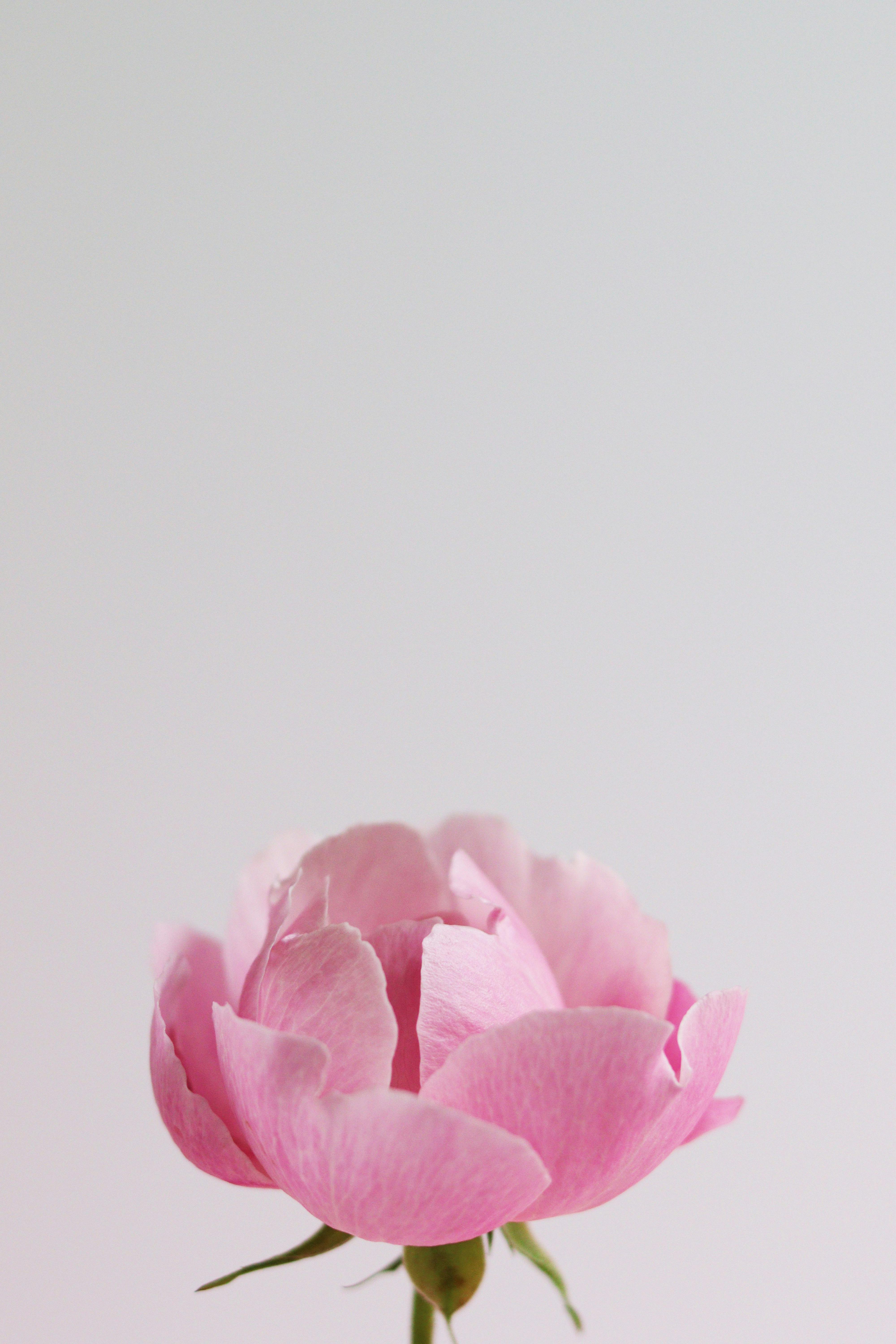 Pink Flower on White Background · Free Stock Photo