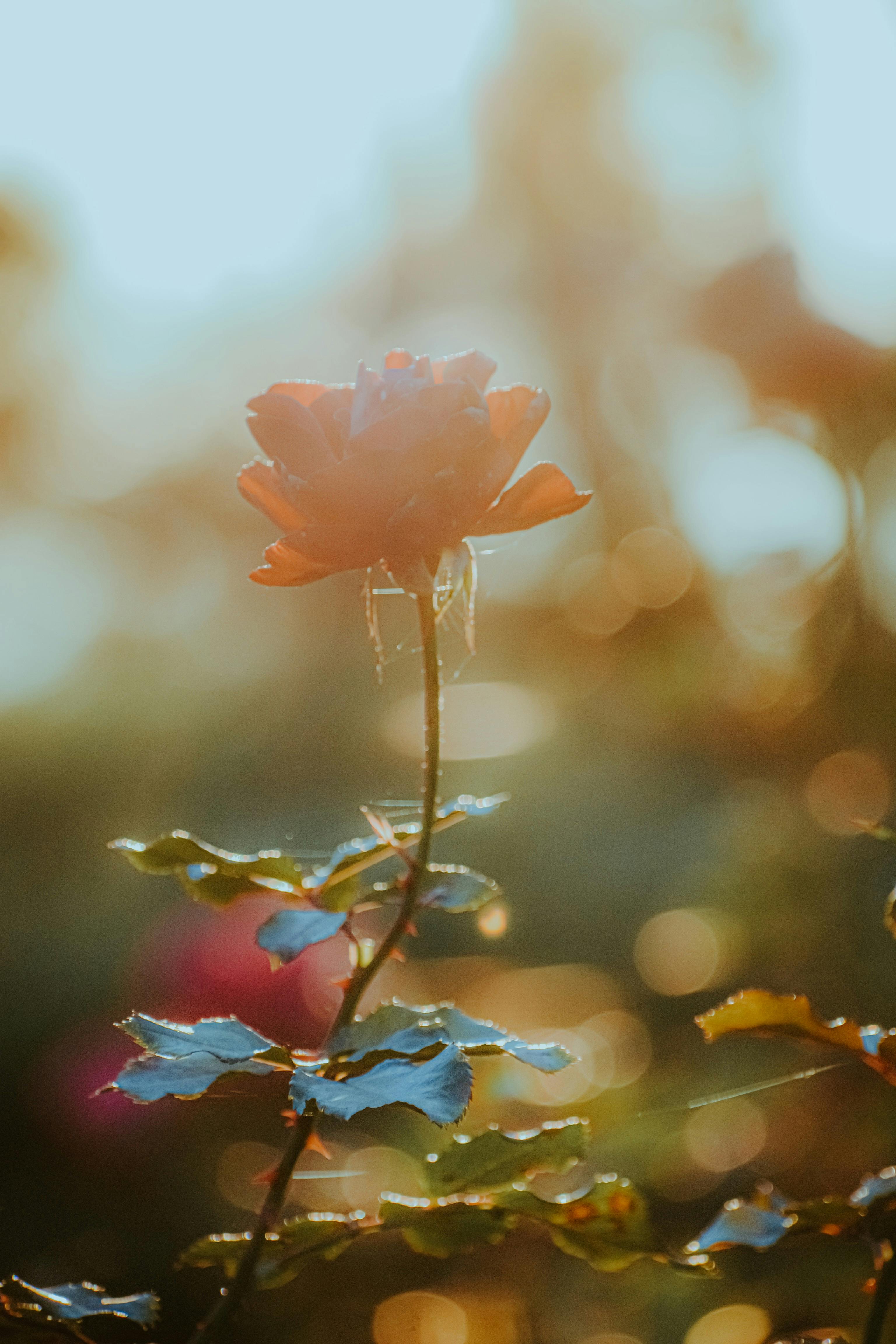 Sun shining above vibrant red rose in summer garden · Free Stock Photo